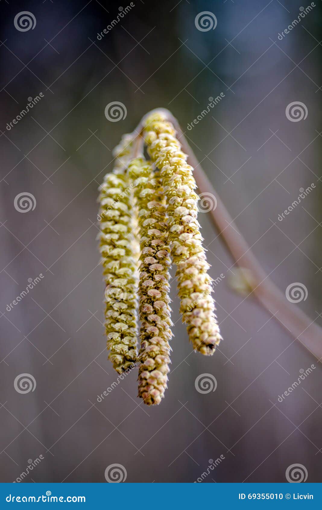 Hazel buds stock photo. Image of garden, hazel, forest - 69355010