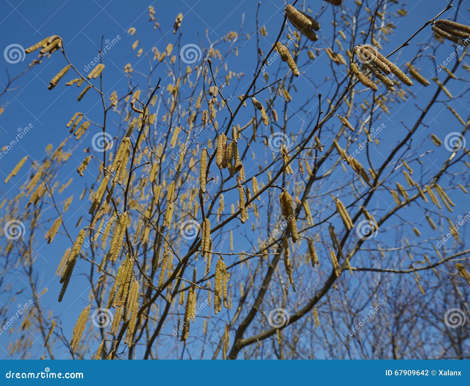 Hazel buds stock photo. Image of garden, nature, season - 67909642