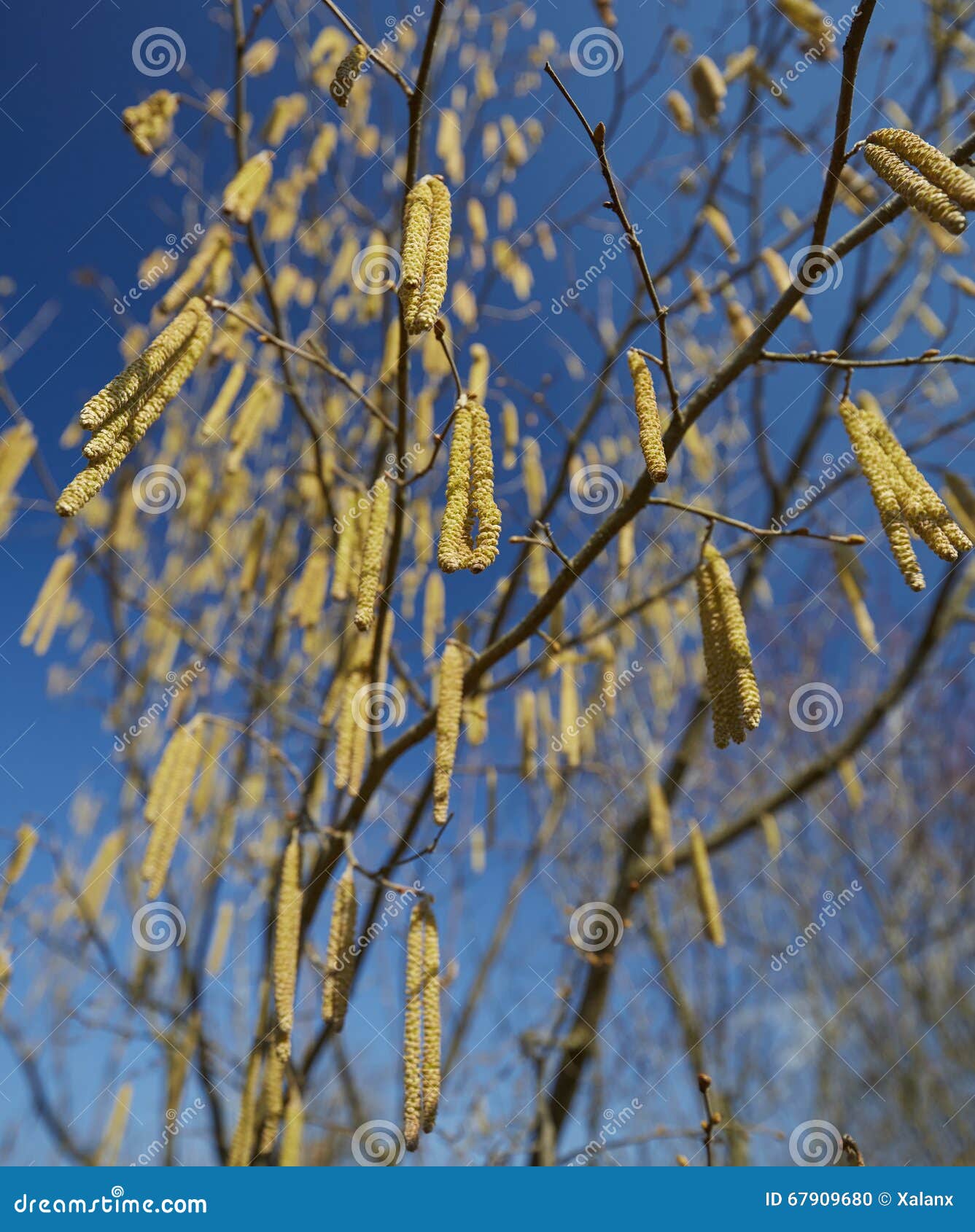 Hazel buds stock photo. Image of nature, garden, buds - 67909680