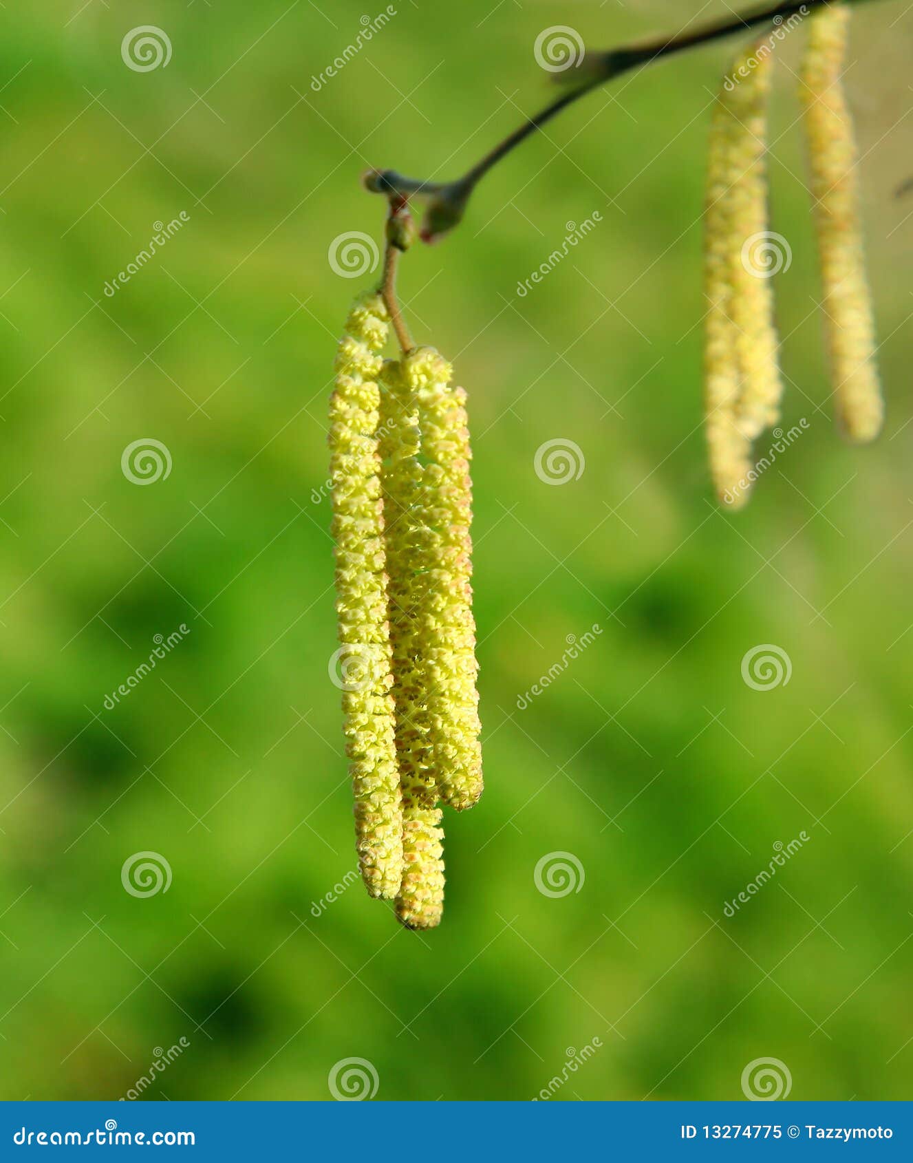 Hazel Catkins (Corylus Avellana) In Springs Stock Photography ...