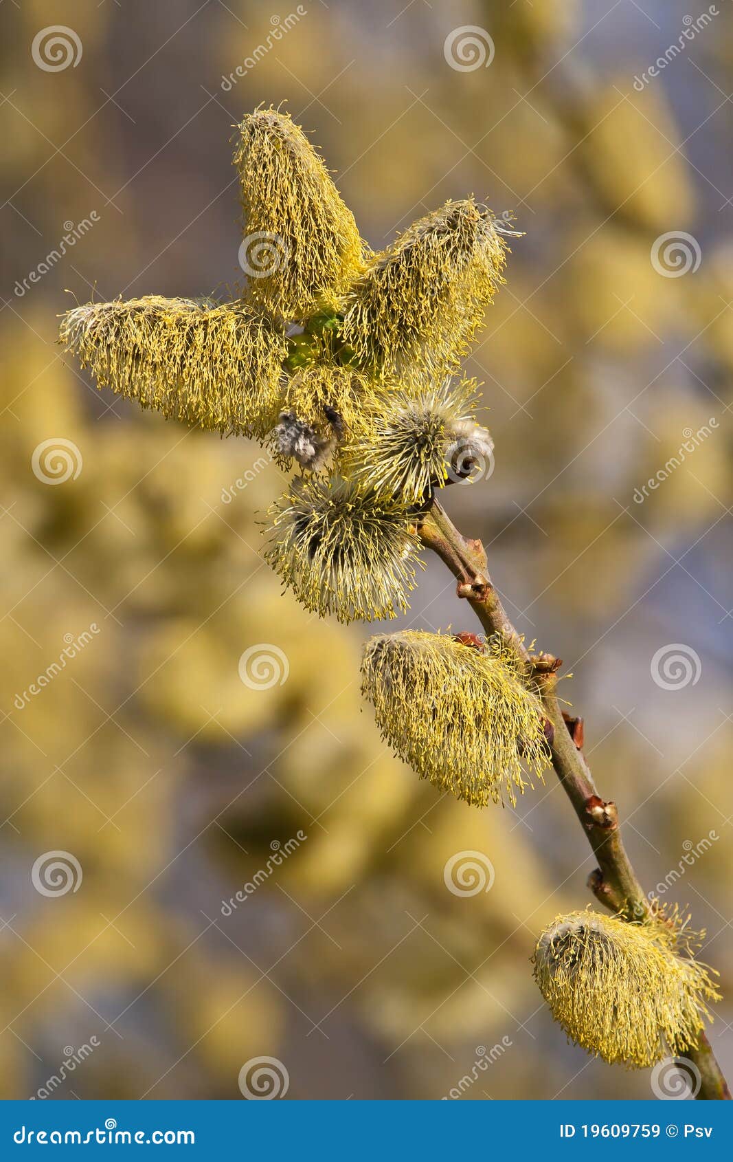 Hazel catkins stock image. Image of pollen, flowers, spring - 19609759