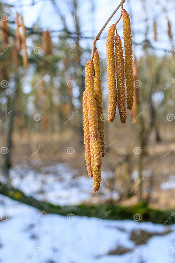 Hazel Catkins Blooming in Early Spring Stock Image - Image of hazelnut ...