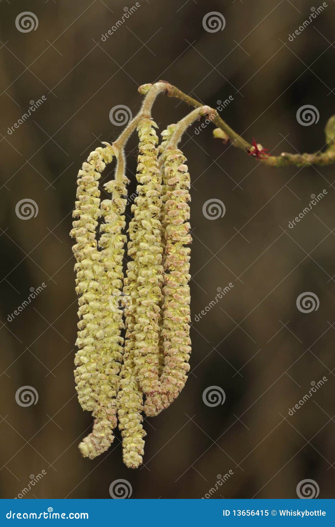 Corylus Avellana, The Common Hazel, Is A Species Of Hazel Native To ...