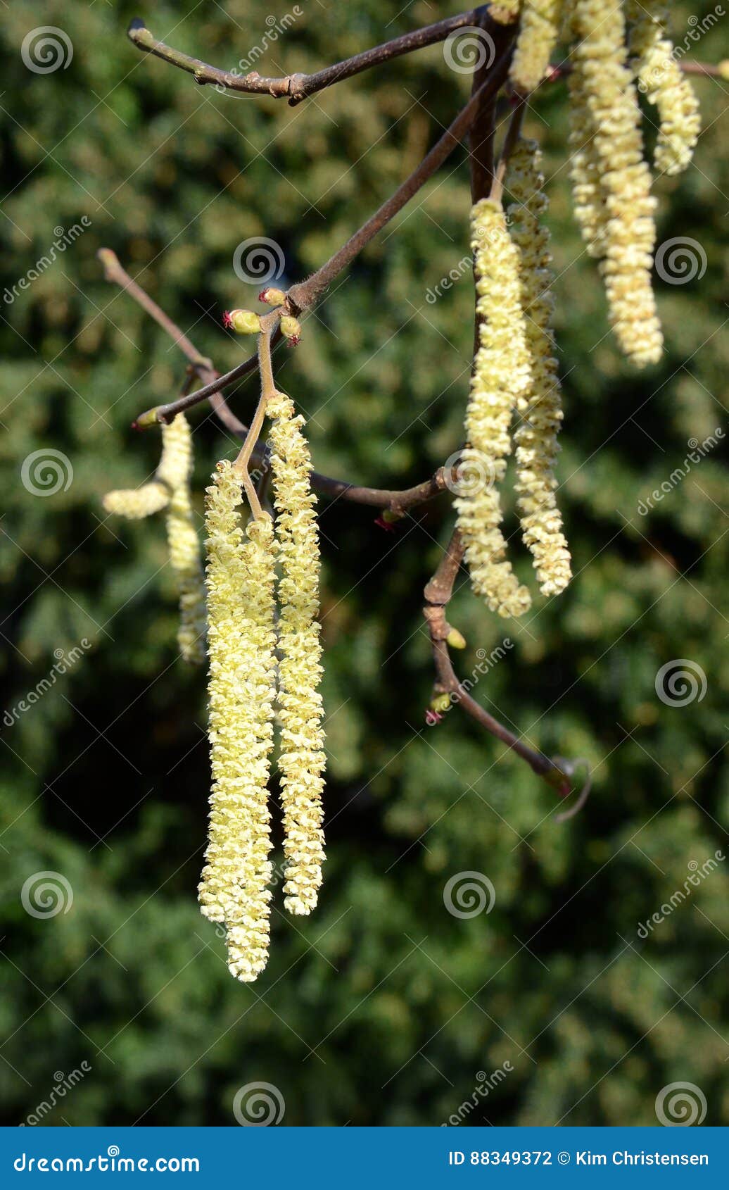 Hazel stock photo. Image of group, hazel, allergy, wind - 88349372
