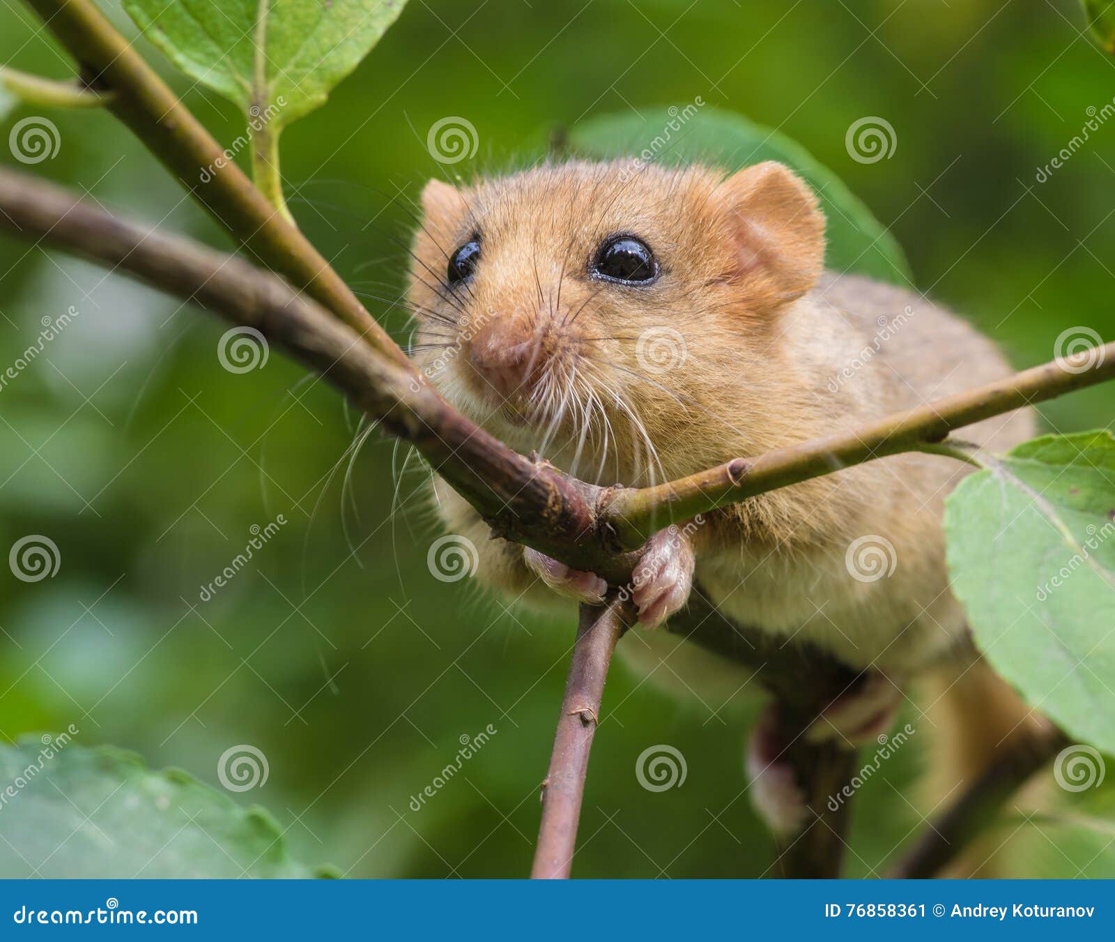 Hazel dormouse stock image. Image of muscardinus, wildlife - 76858361