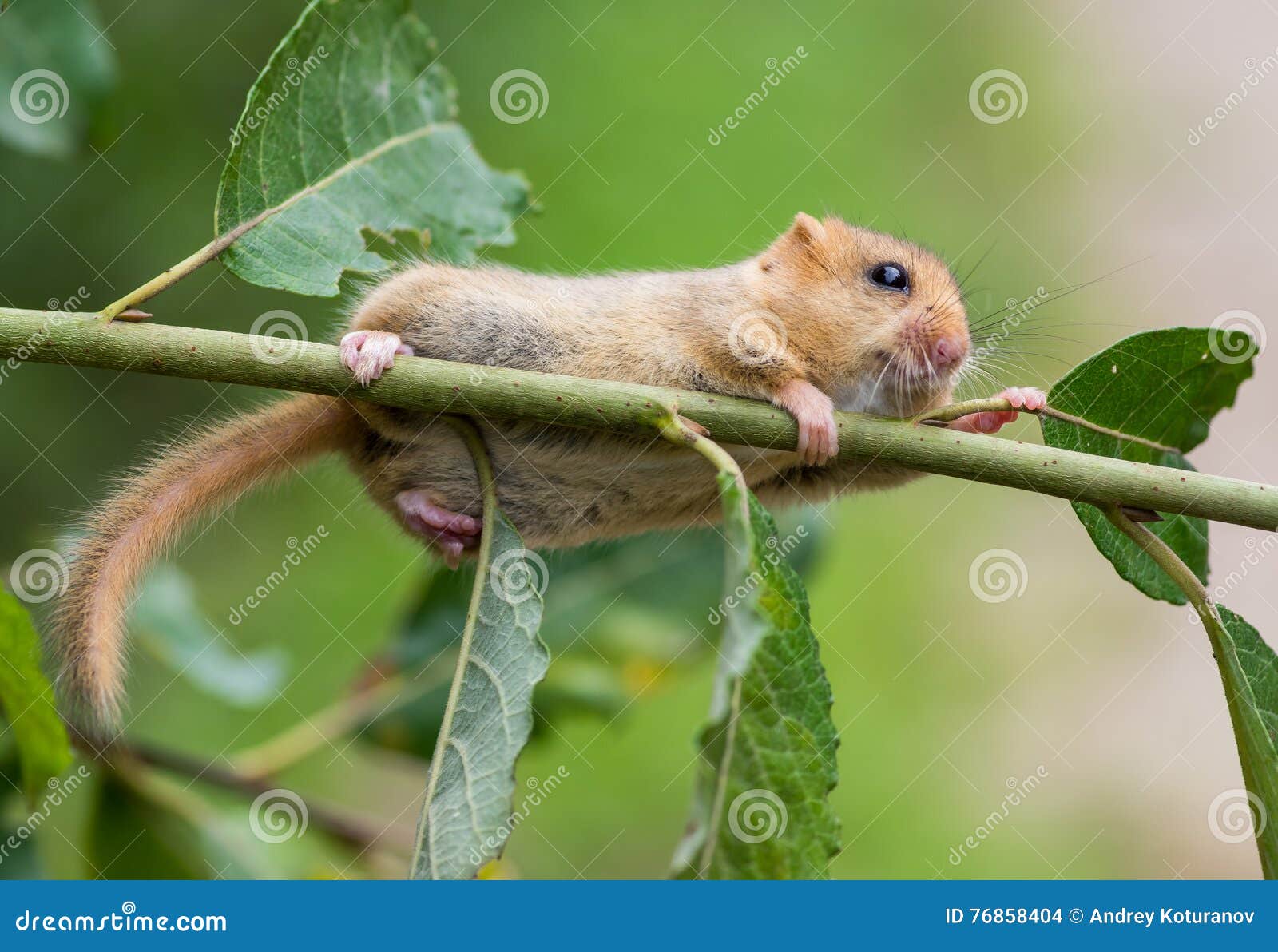 Hazel dormouse stock photo. Image of closeup, natural - 76858404