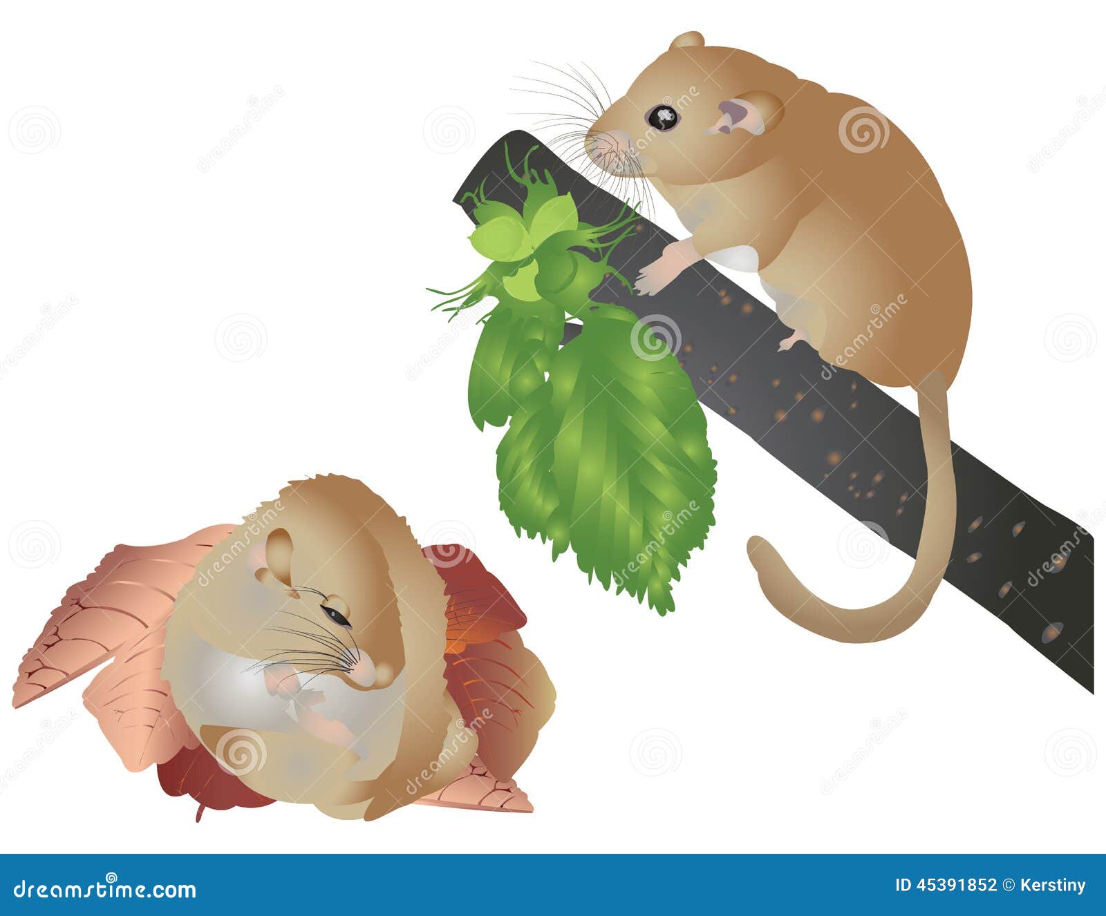 Hazel dormouse stock illustration. Illustration of sleep - 45391852