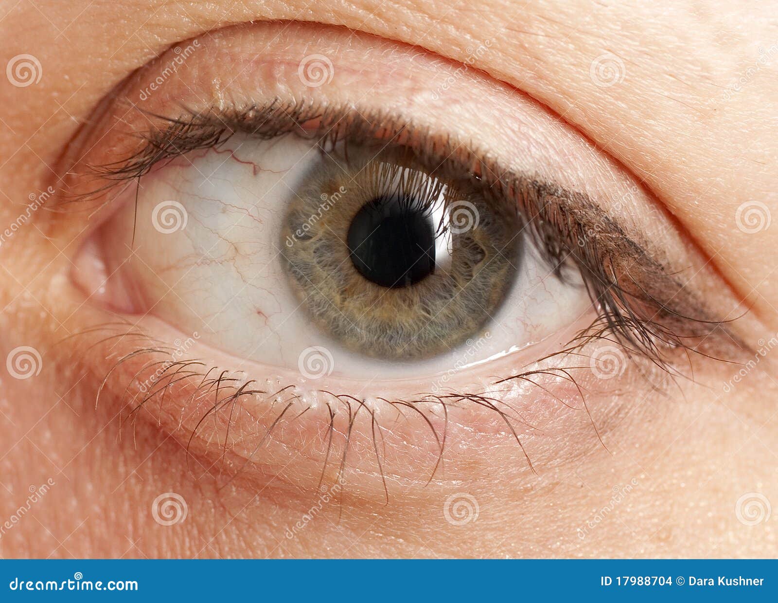 Hazel Eye stock photo. Image of abstract, mascara, caucasian - 17988704