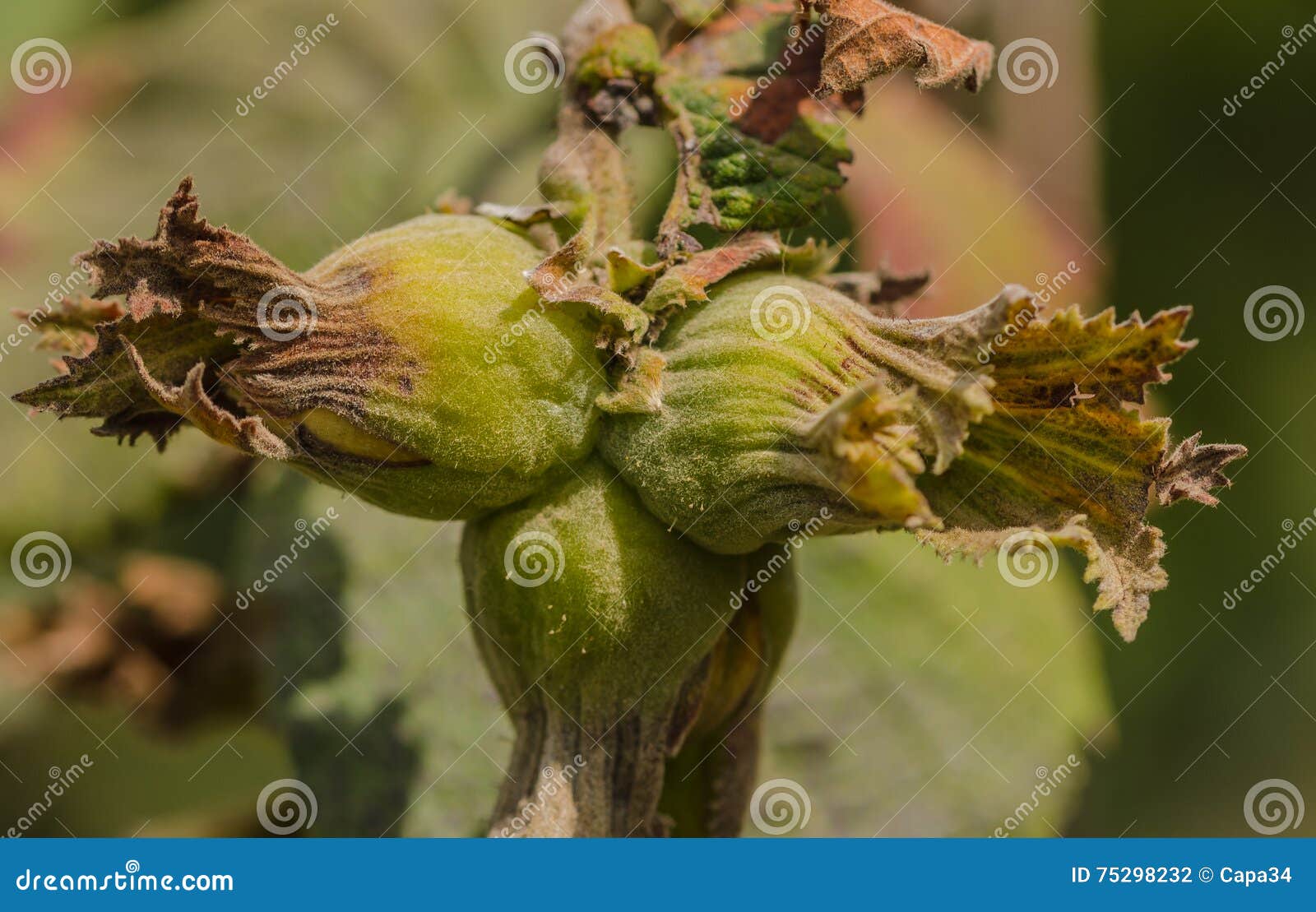 Hazel filbert tree stock photo. Image of tree, garden - 75298232