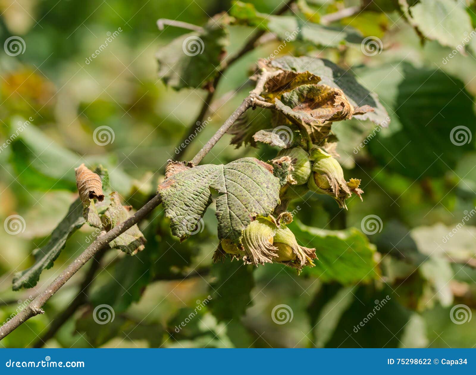 Hazel filbert tree stock photo. Image of season, plantation - 75298622