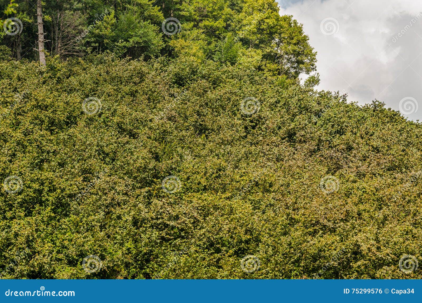 Hazel Filbert Trees Plantation Stock Photo - Image of food, grain: 75299576