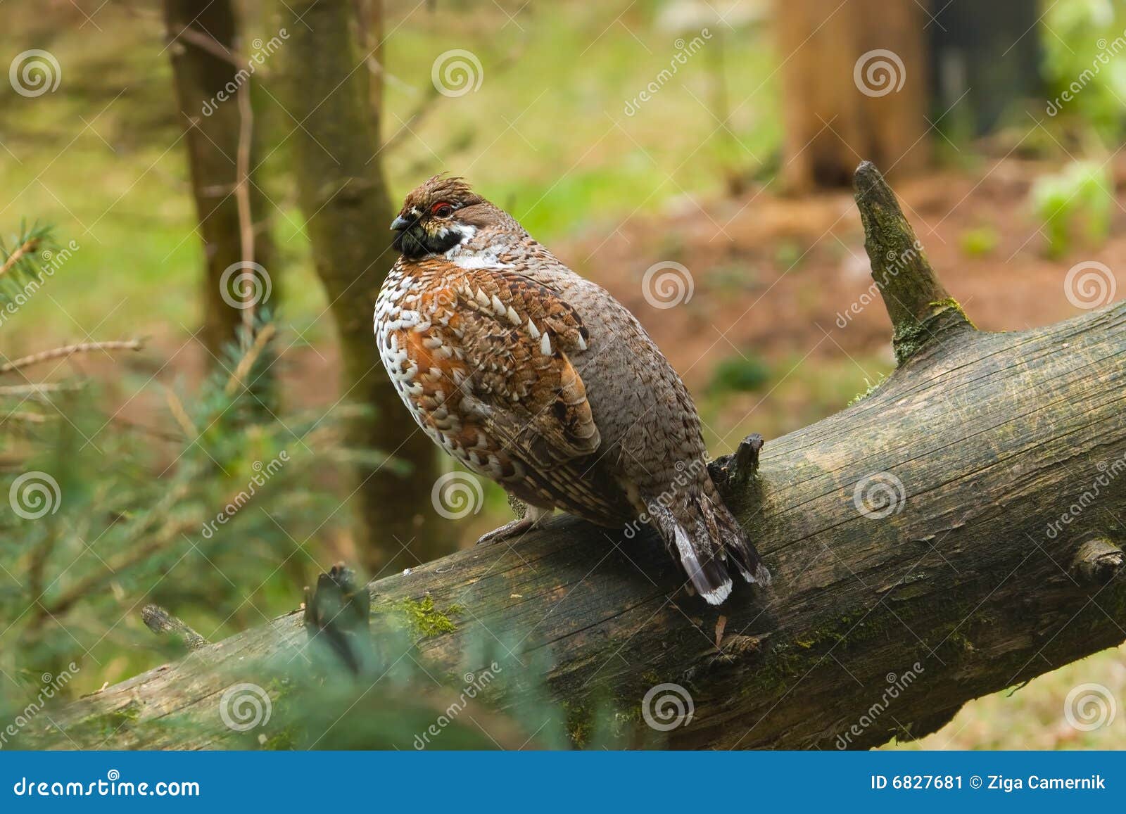 Hazel grouse stock image. Image of animal, landscape, wildlife - 6827681