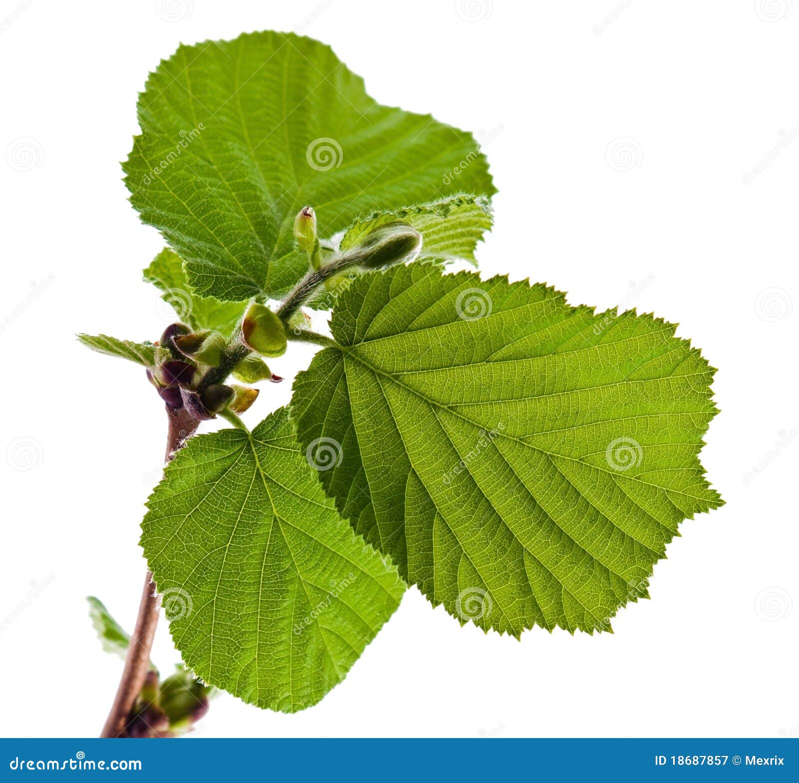 Hazel grove stock image. Image of isolated, adorable - 18687857