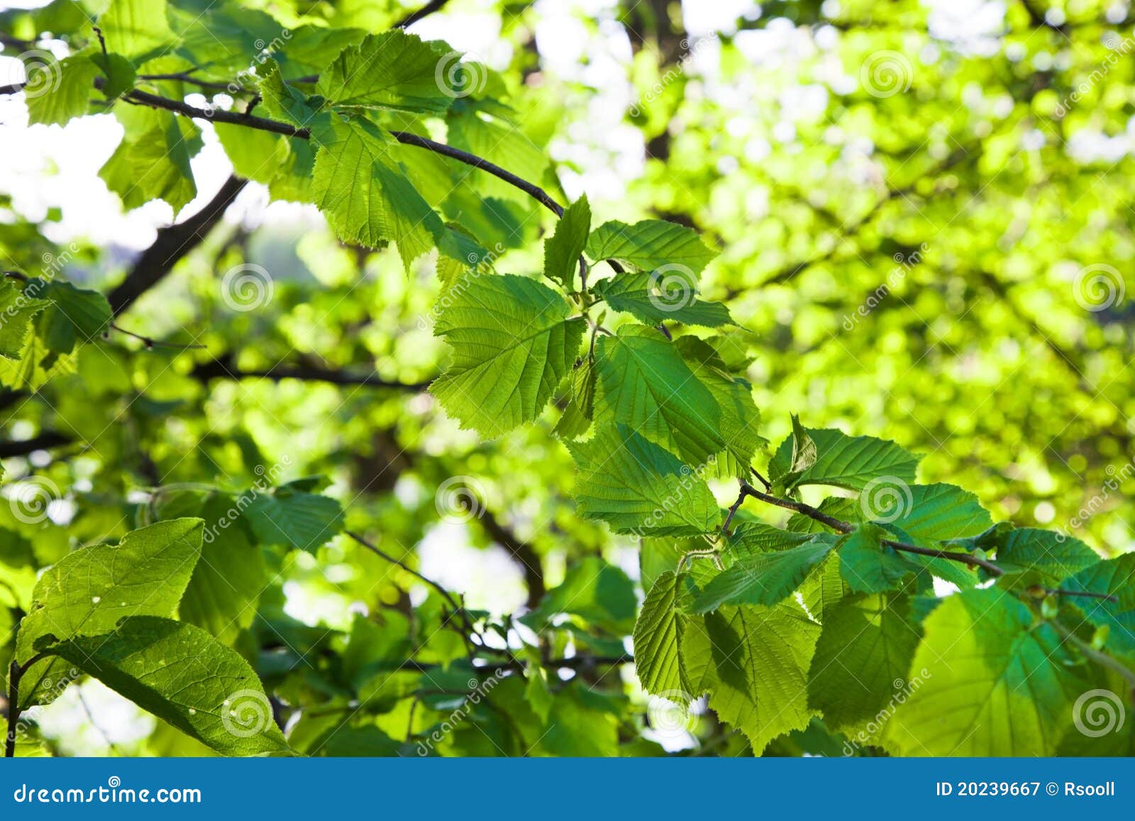 Hazel grove stock image. Image of botany, forest, leaves - 20239667