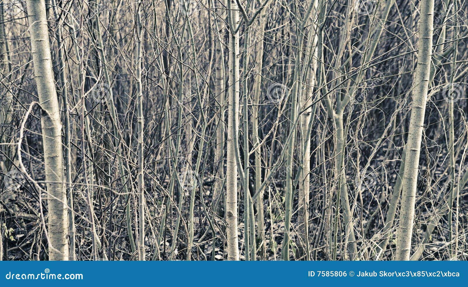 Hazel grove stock photo. Image of nature, plant, graphical - 7585806