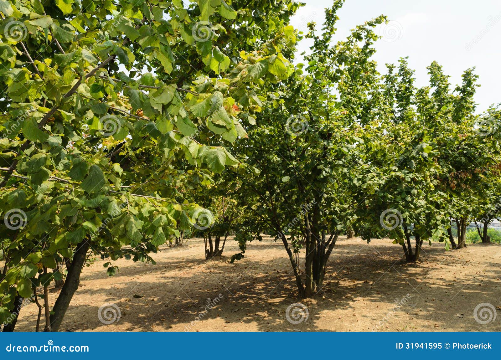 Hazel grove stock image. Image of fruit, hazelnuts, piedmont - 31941595