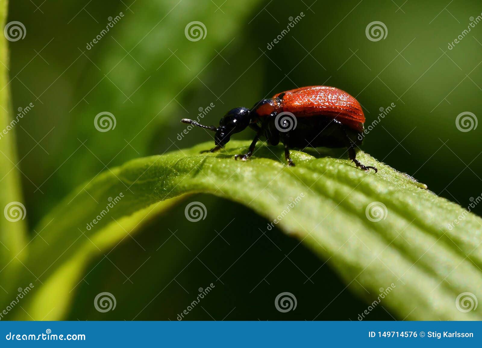 Hazel Leaf-roller Beetle, Apoderus Coryli on a Leaf Stock Photo - Image ...
