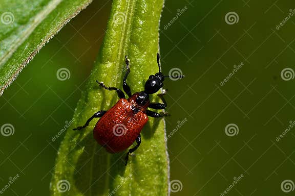 Hazel Leaf-roller Beetle, Apoderus Coryli on a Leaf Stock Image - Image ...