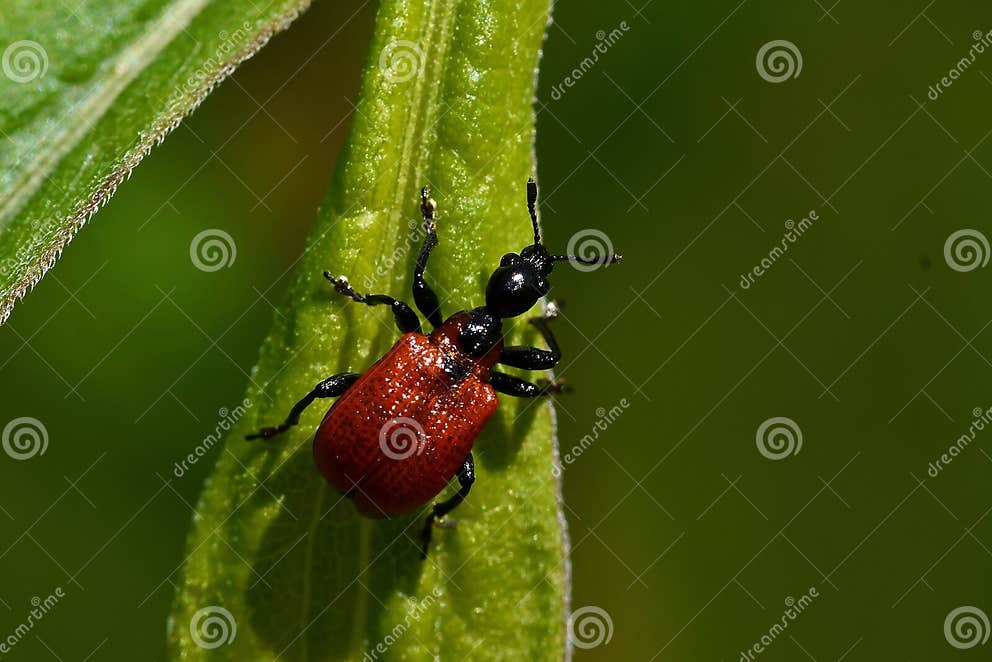 Hazel Leaf-roller Beetle, Apoderus Coryli on a Leaf Stock Image - Image ...