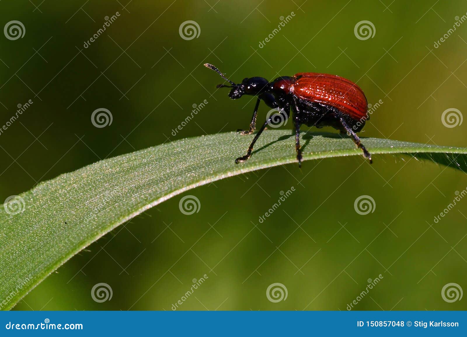 Hazel Leaf-roller Beetle, Apoderus Coryli on a Leaf Stock Photo - Image ...