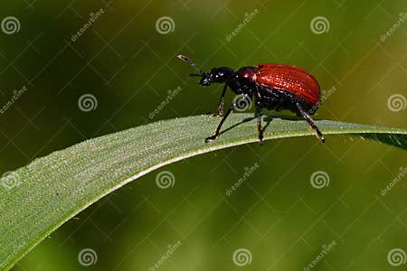 Hazel Leaf-roller Beetle, Apoderus Coryli on a Leaf Stock Photo - Image ...