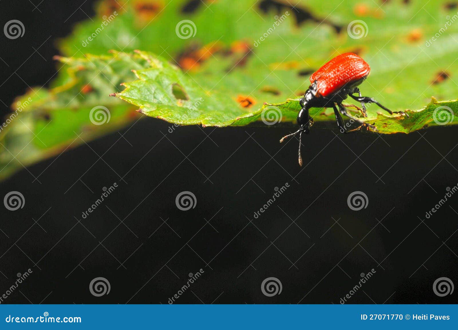 Hazel Leaf-roller Weevil stock photo. Image of leafroller - 27071770