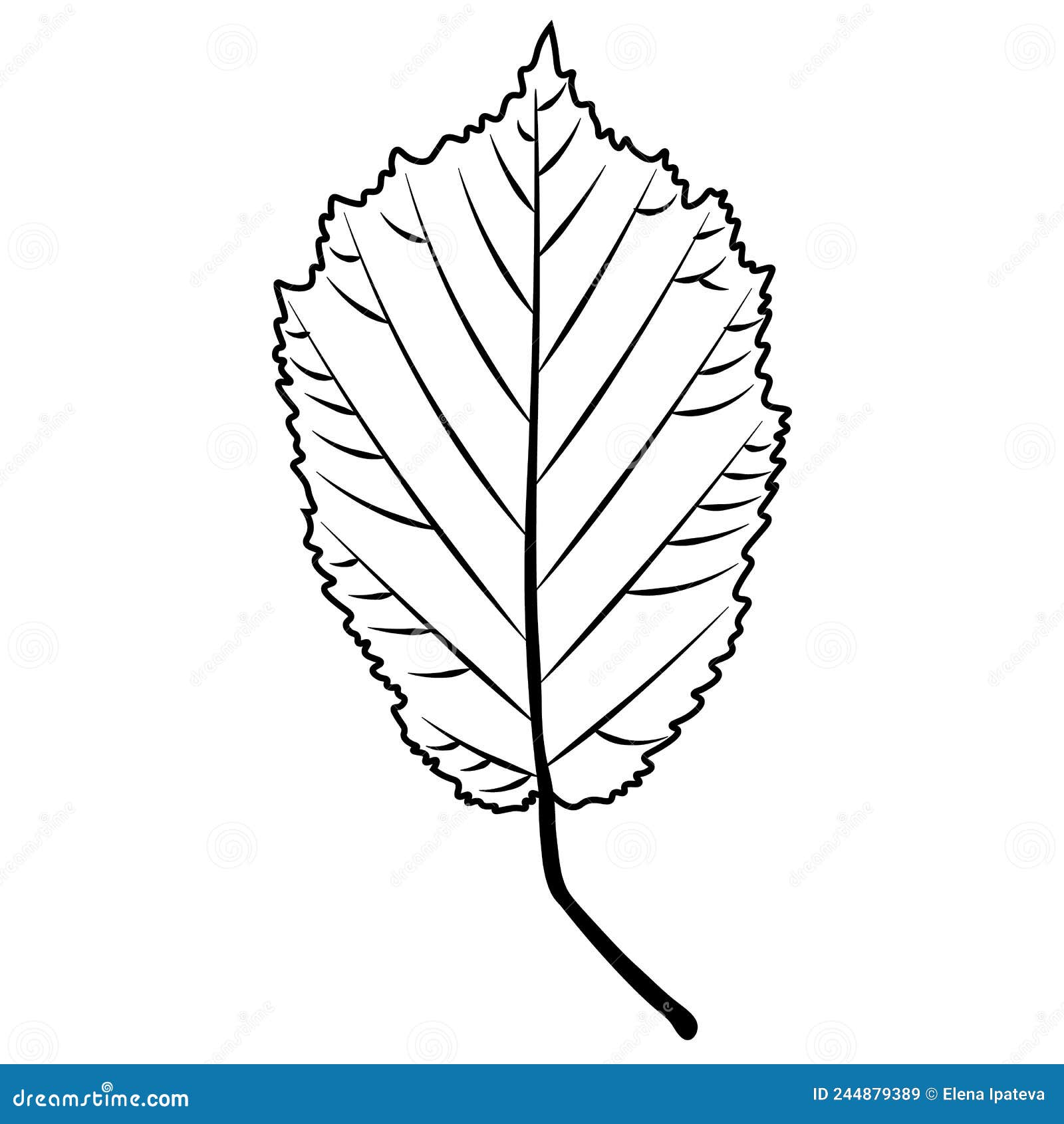 Hazel Leaf Vector Black and White Stock Vector - Illustration of flora ...