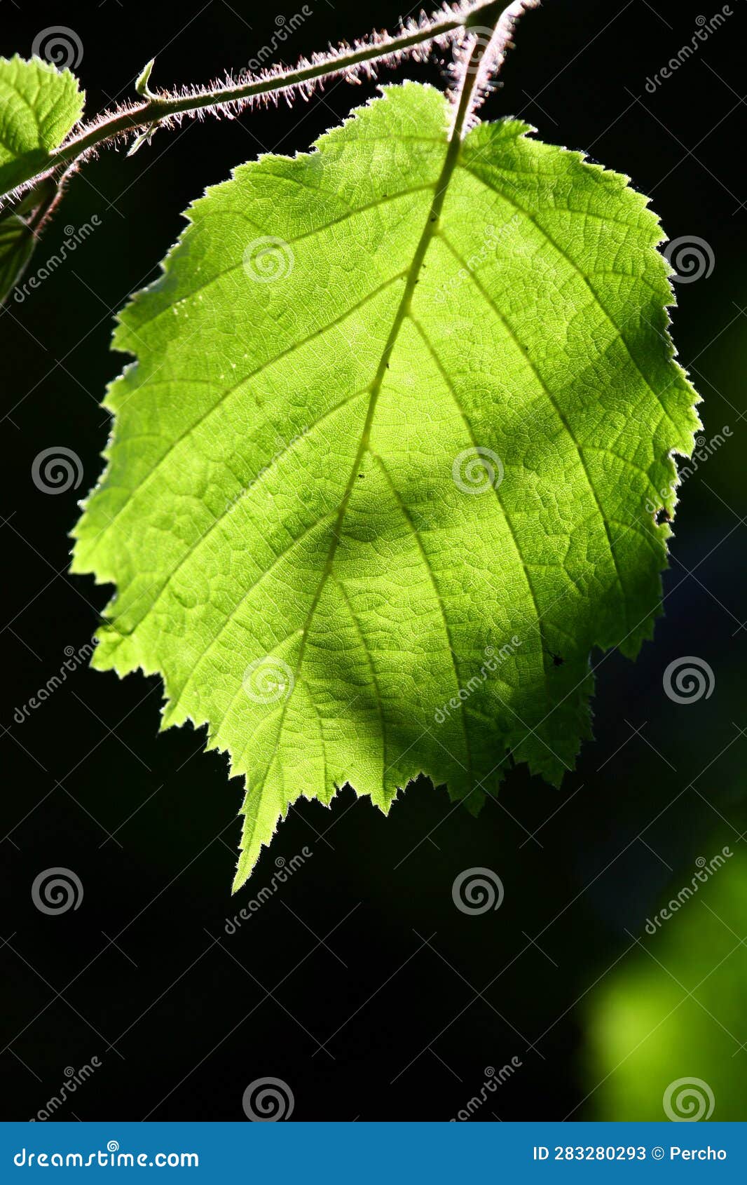 Hazel leaf stock image. Image of hazel, detail, leaves - 283280293