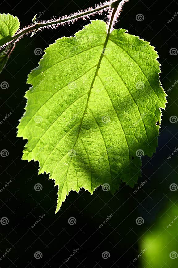 Hazel leaf stock image. Image of hazel, detail, leaves - 283280293