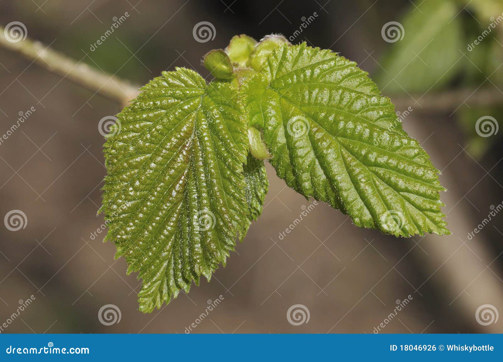 Hazel leaves stock photo. Image of horizontal, shrub - 18046926