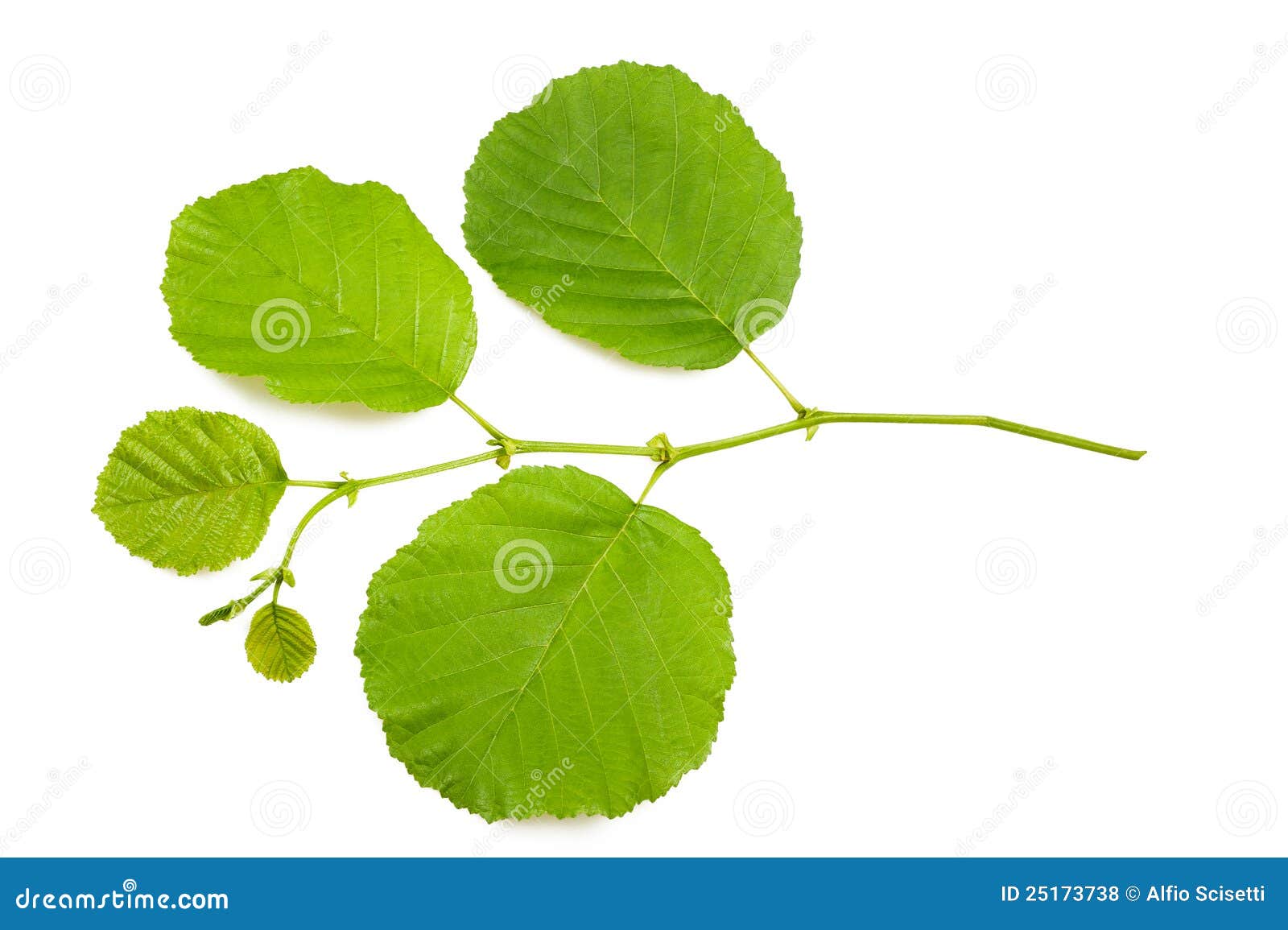 Hazel leaves stock photo. Image of isolated, forest, filbert - 25173738
