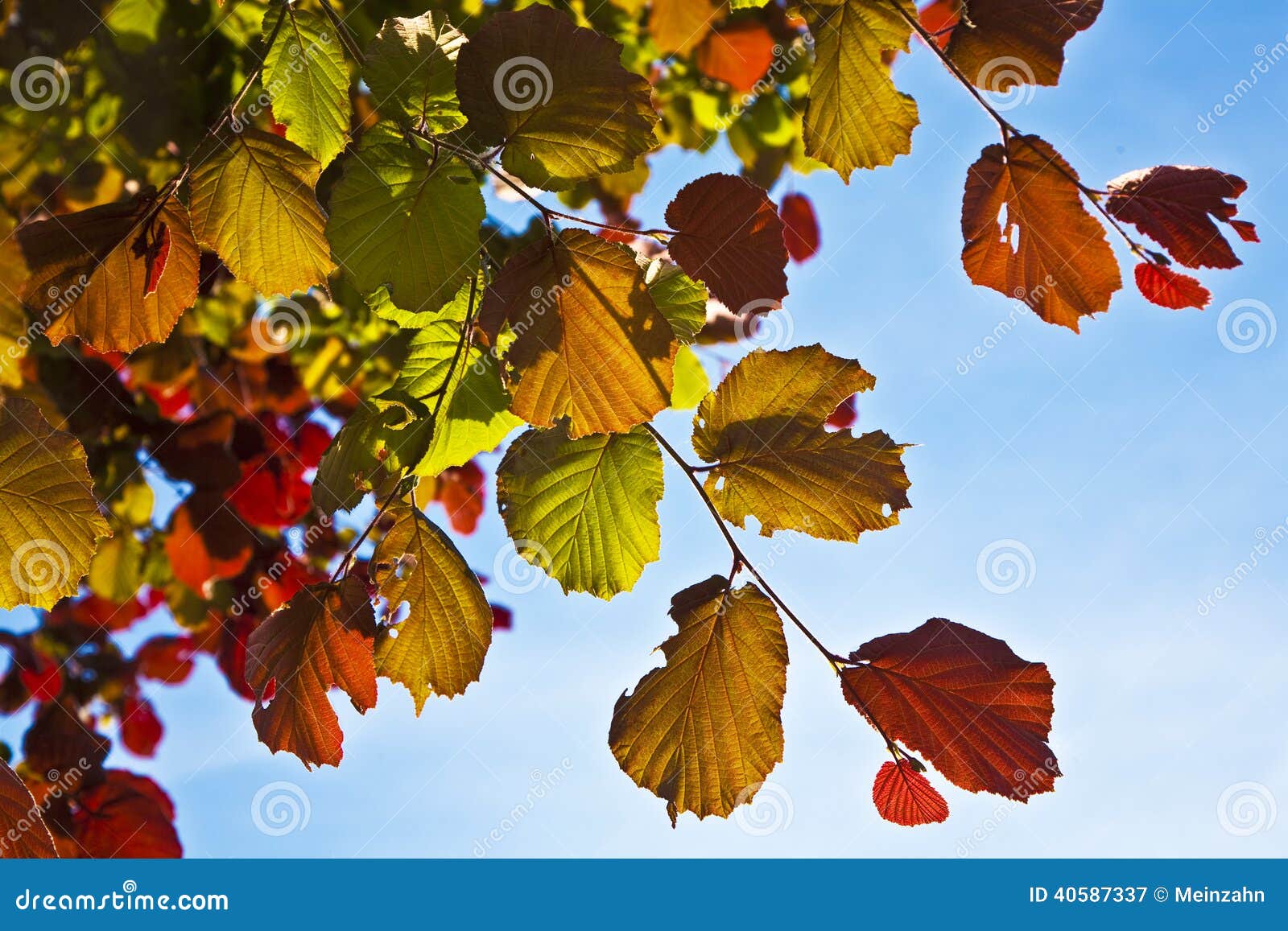 Hazel Leaves in Autumn Under Clear Blue Sky Stock Image - Image of ...