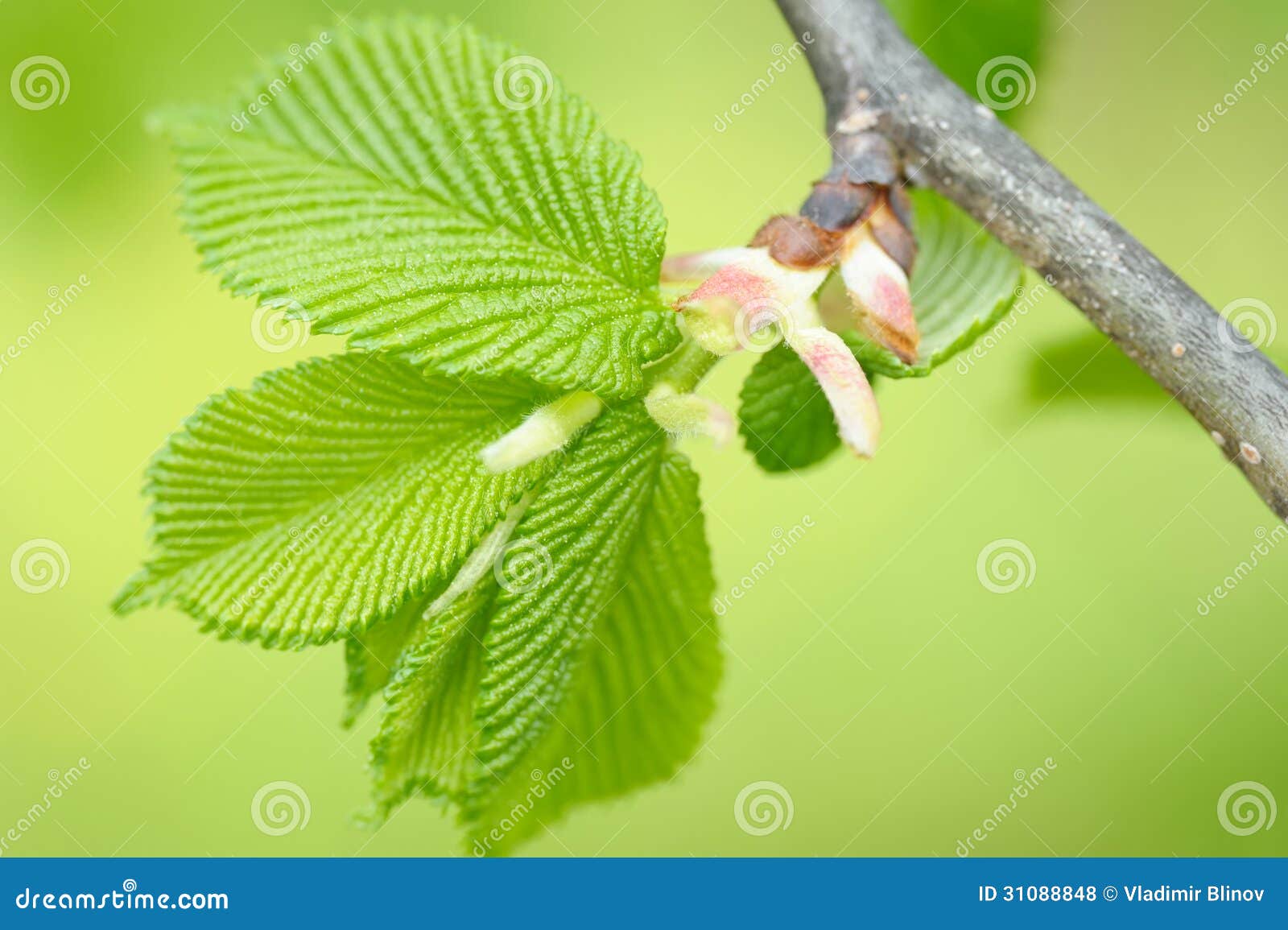 Hazel leaves in spring stock photo. Image of branch, hazel - 31088848