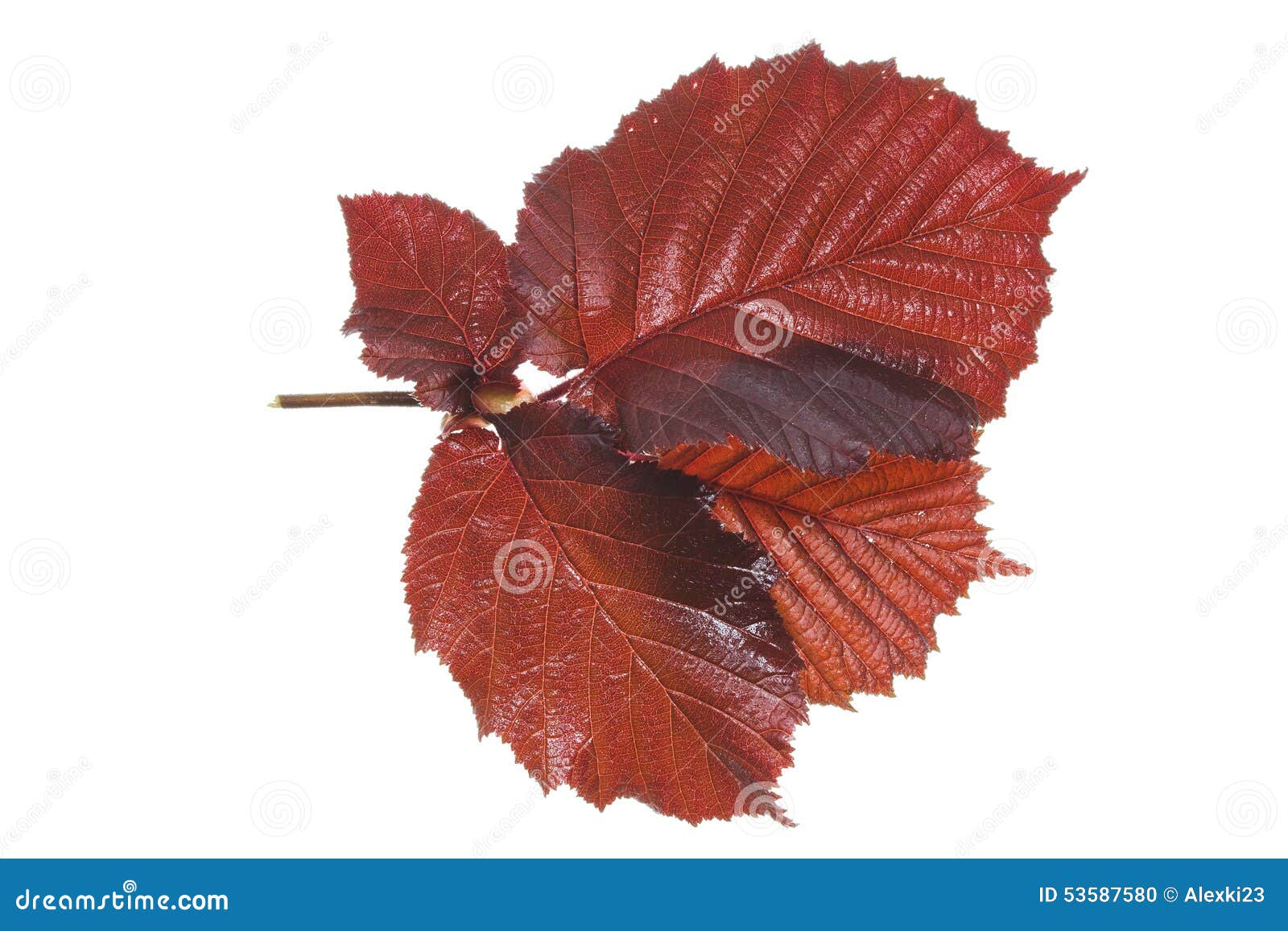 Hazel leaves stock photo. Image of foliage, twig, background - 53587580