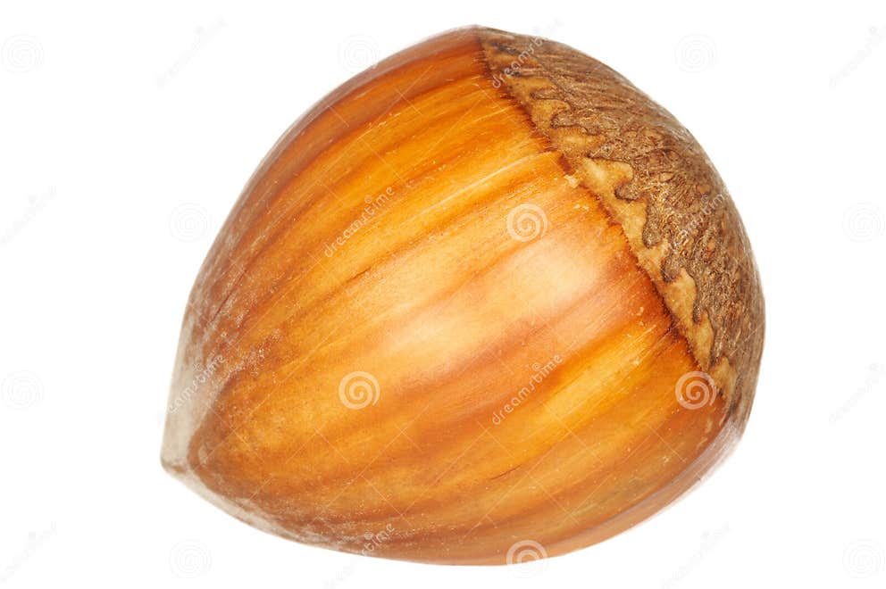 Hazel nut stock image. Image of diet, environment, healthy - 1861001