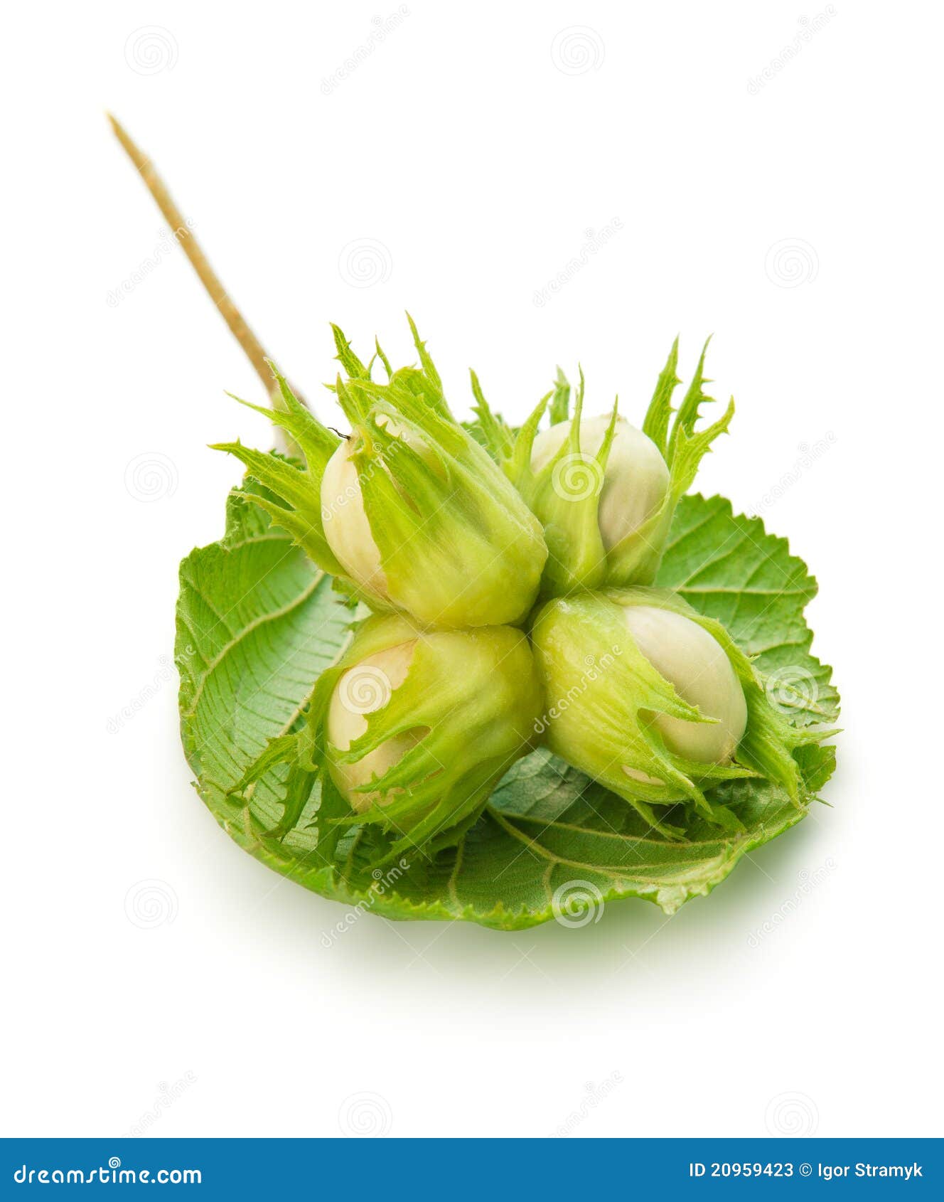 Hazel nut stock image. Image of plant, hazelnut, leaves - 20959423