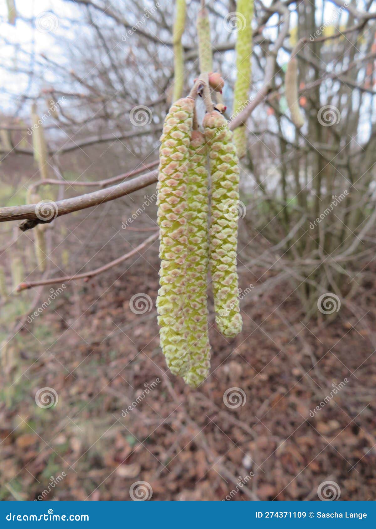 Hazel Nut Bushes at Blossom Stock Image - Image of wildlife, nature ...