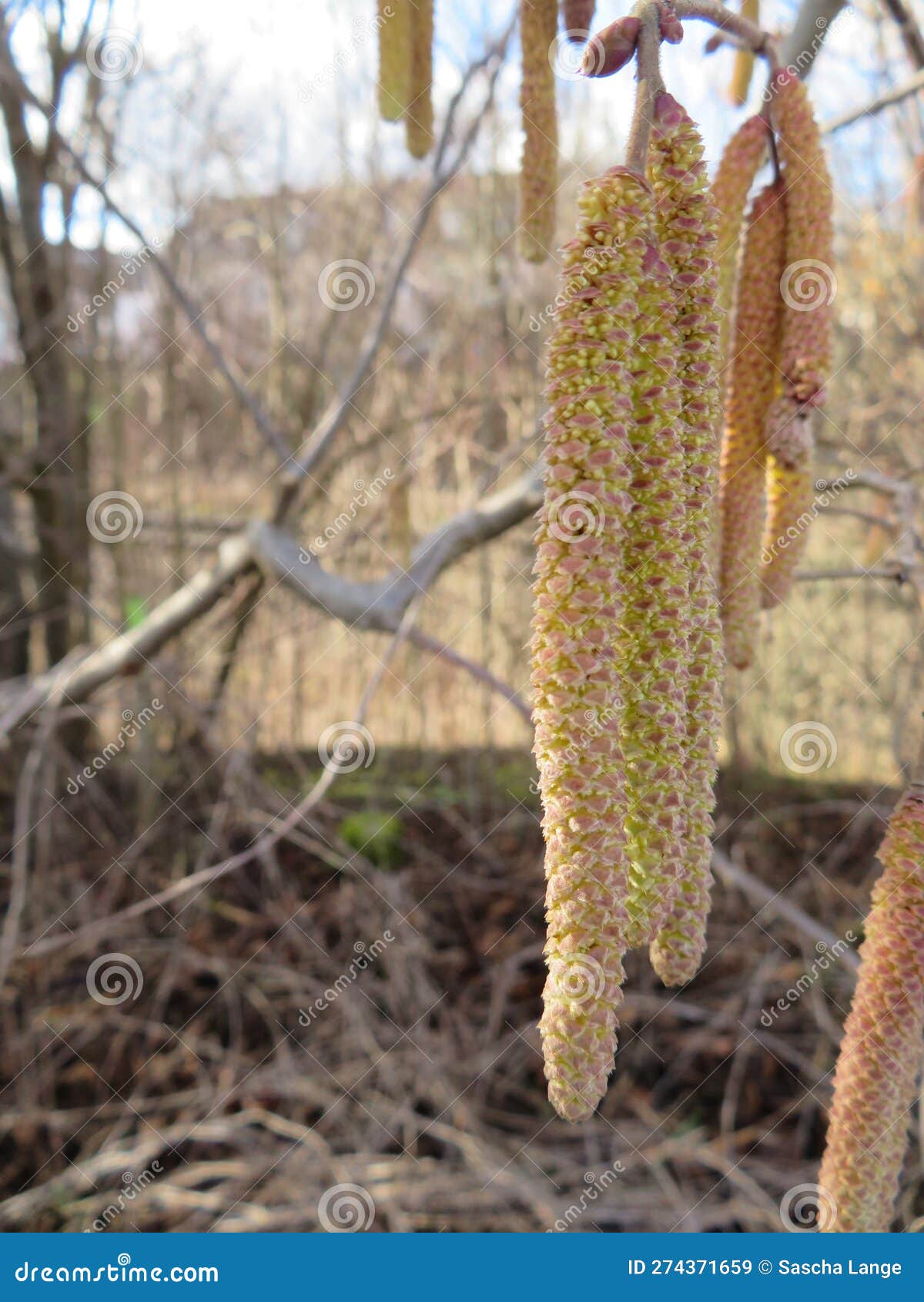 Hazel Nut Bushes at Blossom Stock Image - Image of nature, early: 274371659