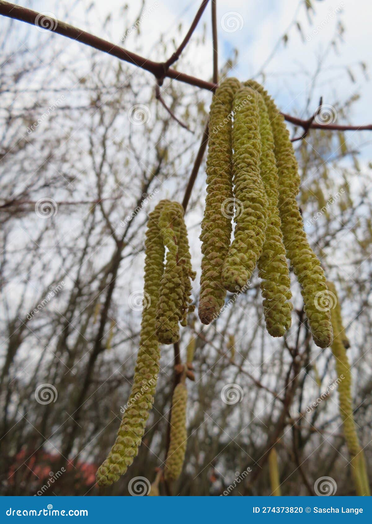 Hazel Nut Bushes at Blossom Stock Photo - Image of twig, plant: 274373820
