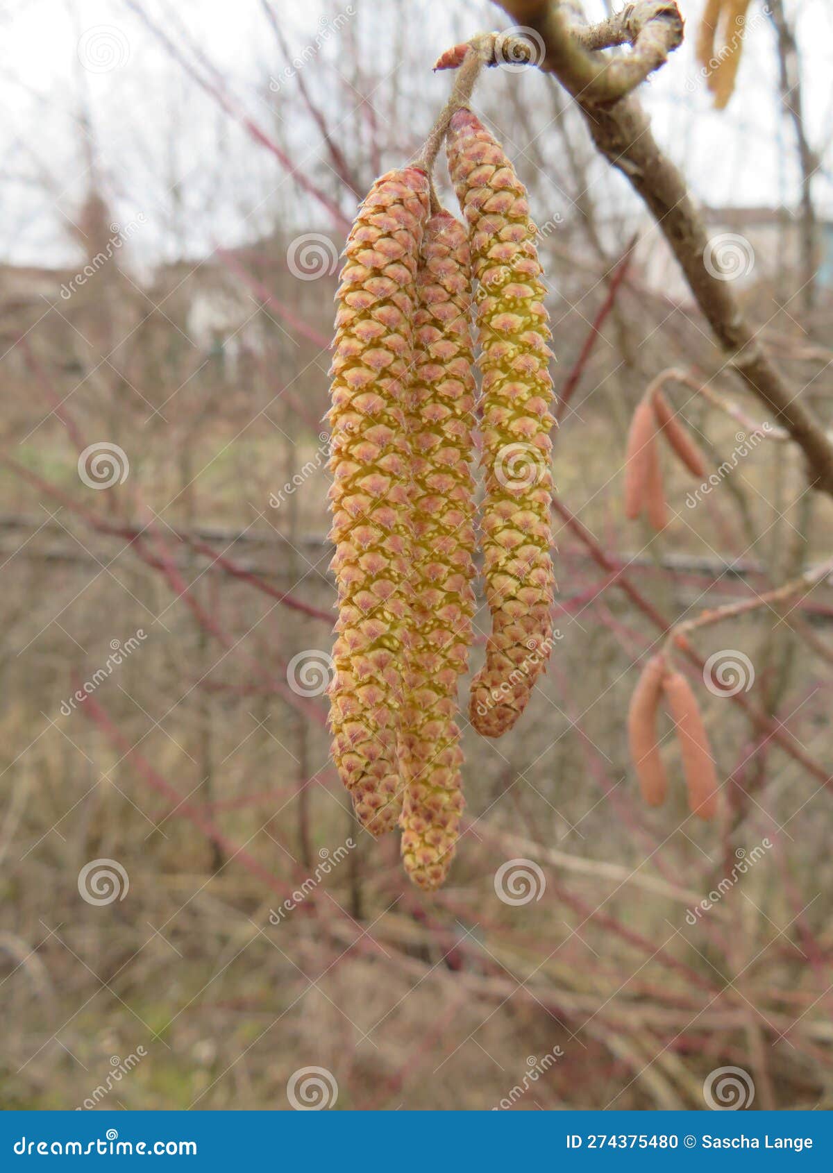 Hazel Nut Bushes at Blossom Stock Photo - Image of hazel, produce ...