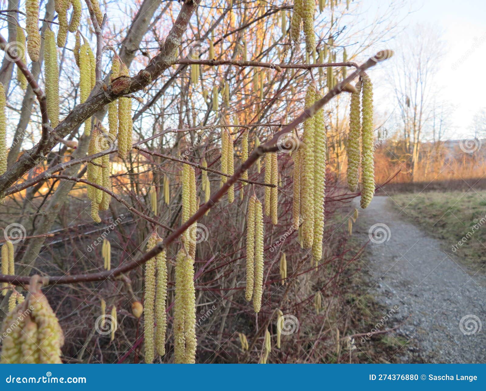 Hazel Nut Bushes at Blossom Stock Photo - Image of germany, green ...