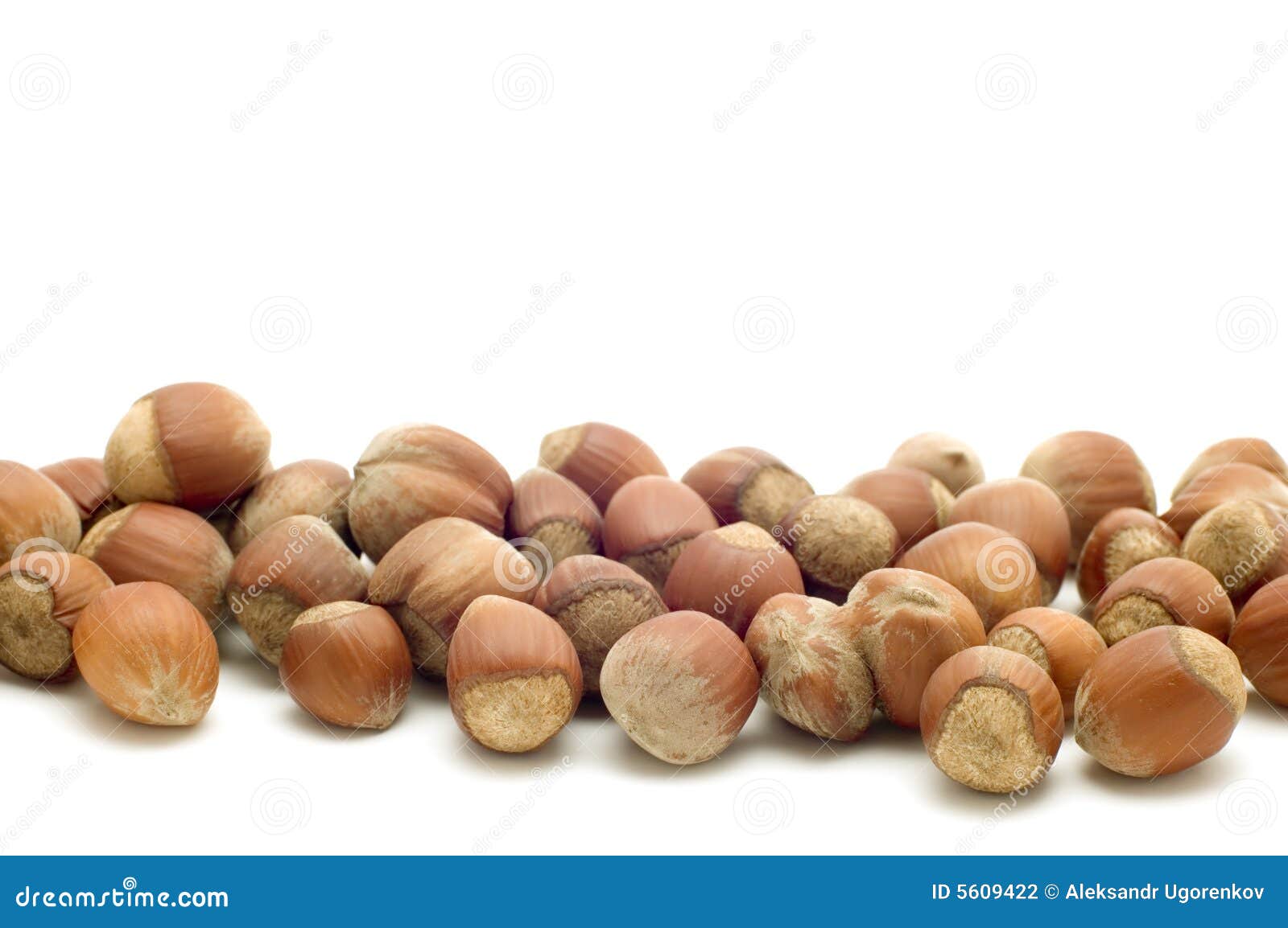 Hazel nut close up stock photo. Image of isolated, genus - 5609422