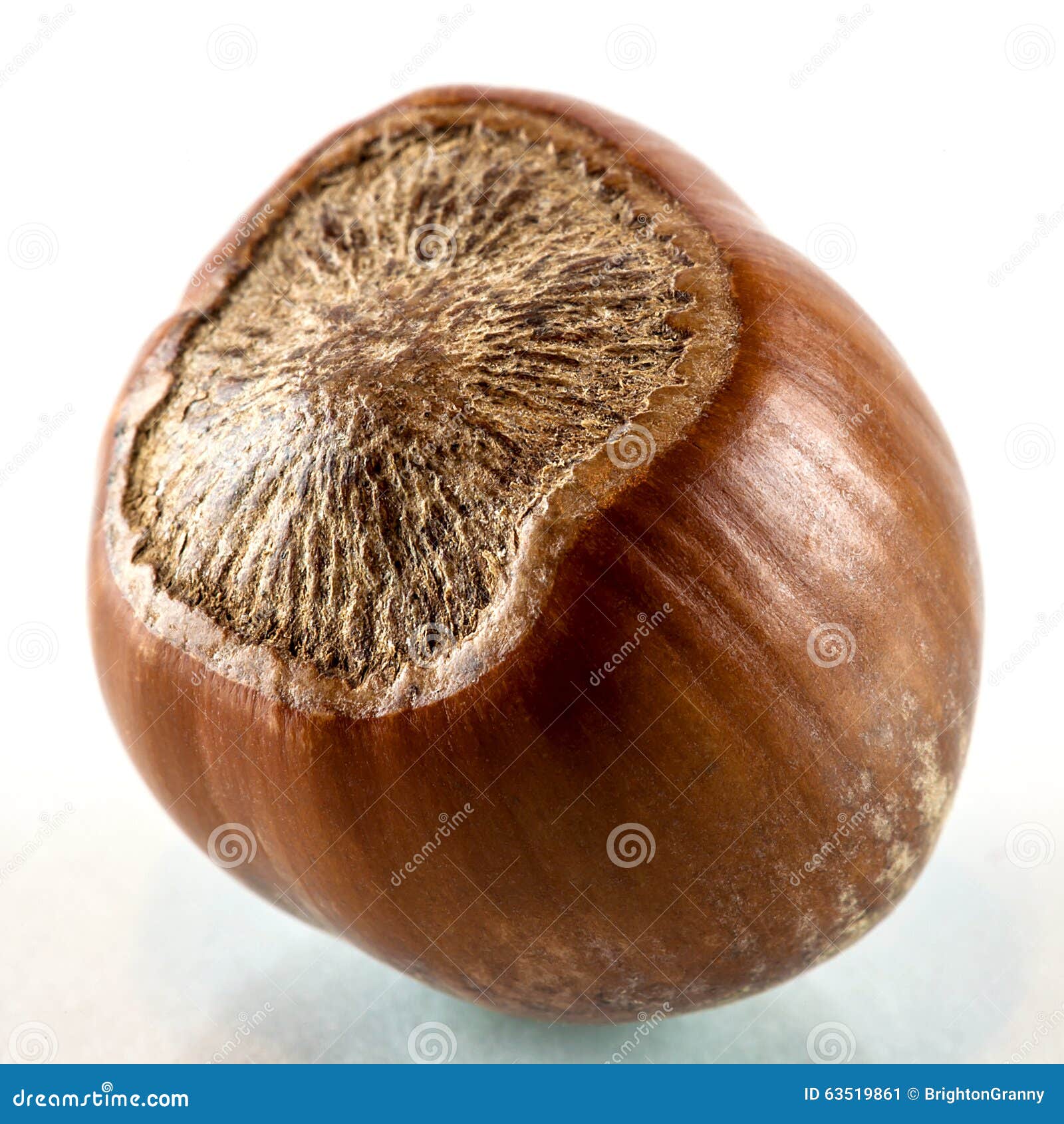 Hazel nut stock image. Image of closeup, nourishing, white - 63519861