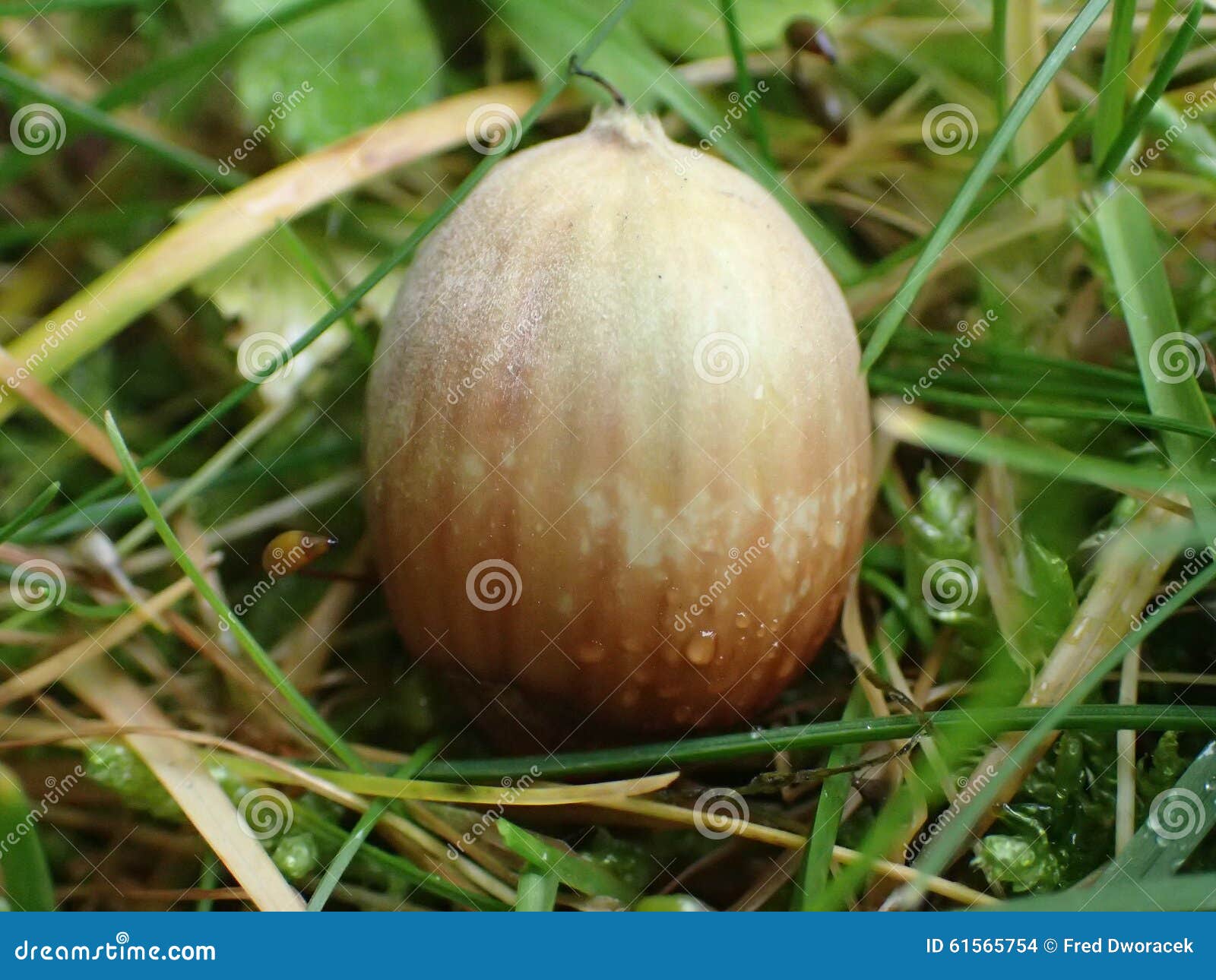 Hazel nut stock photo. Image of moist, green, ground - 61565754
