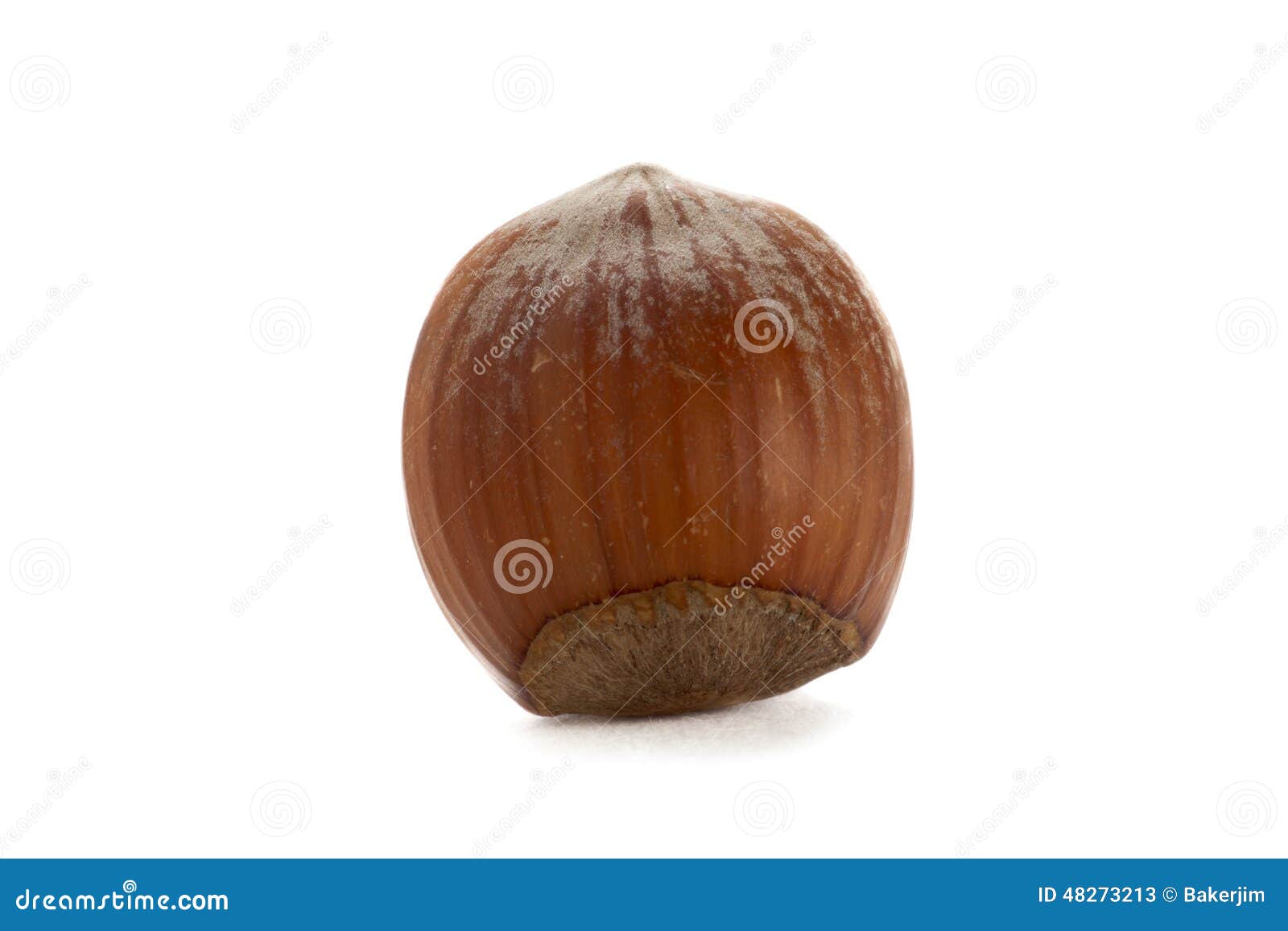 Hazel nut stock image. Image of biological, health, cook - 48273213