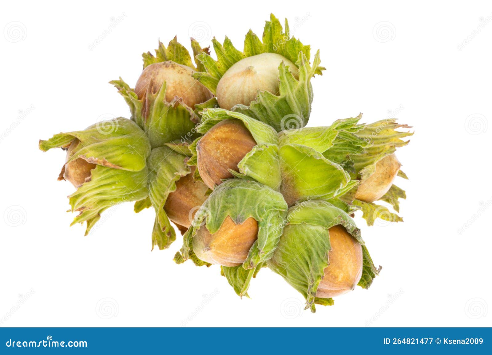 Hazel Nut in Shell Isolated Stock Image - Image of food, hazelnut ...