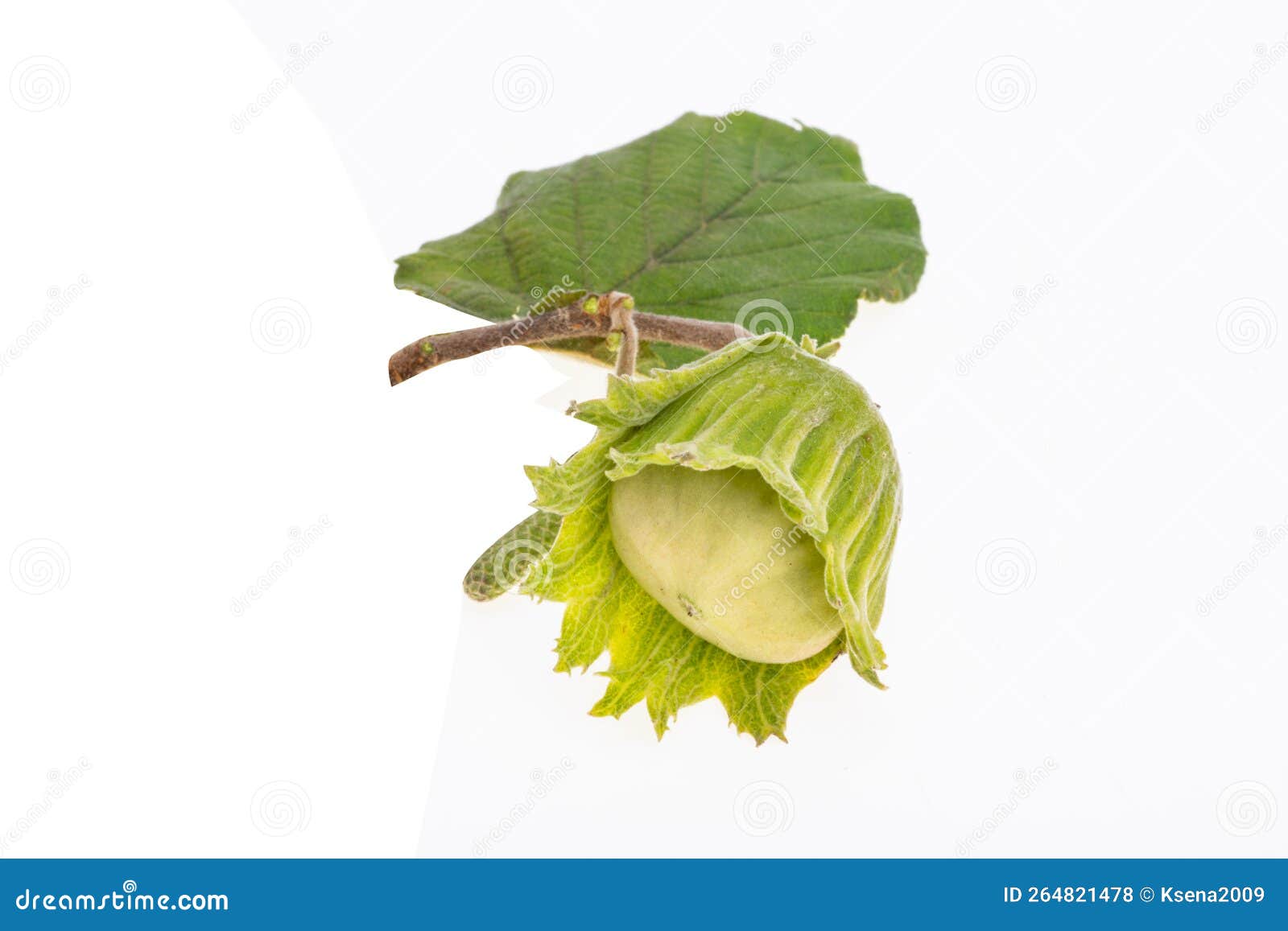 Hazel Nut in Shell Isolated Stock Photo - Image of cobnuts, nuts: 264821478