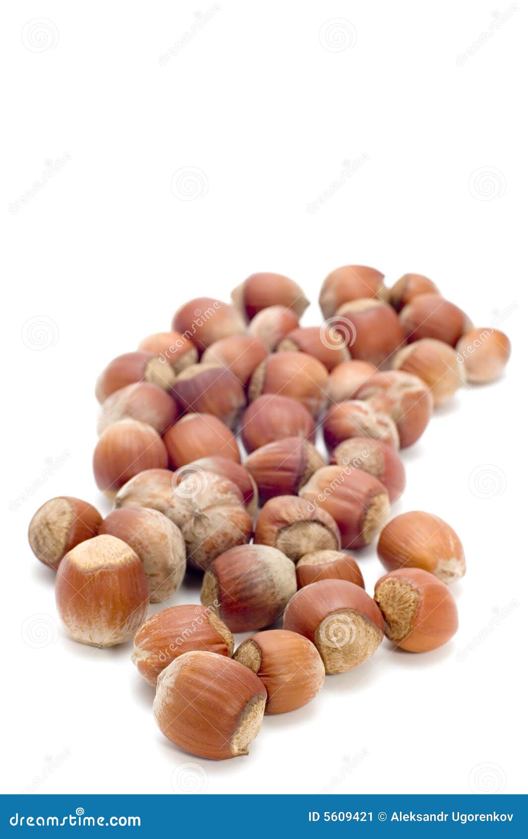 Hazel nut on white stock image. Image of cook, nutty, food - 5609421