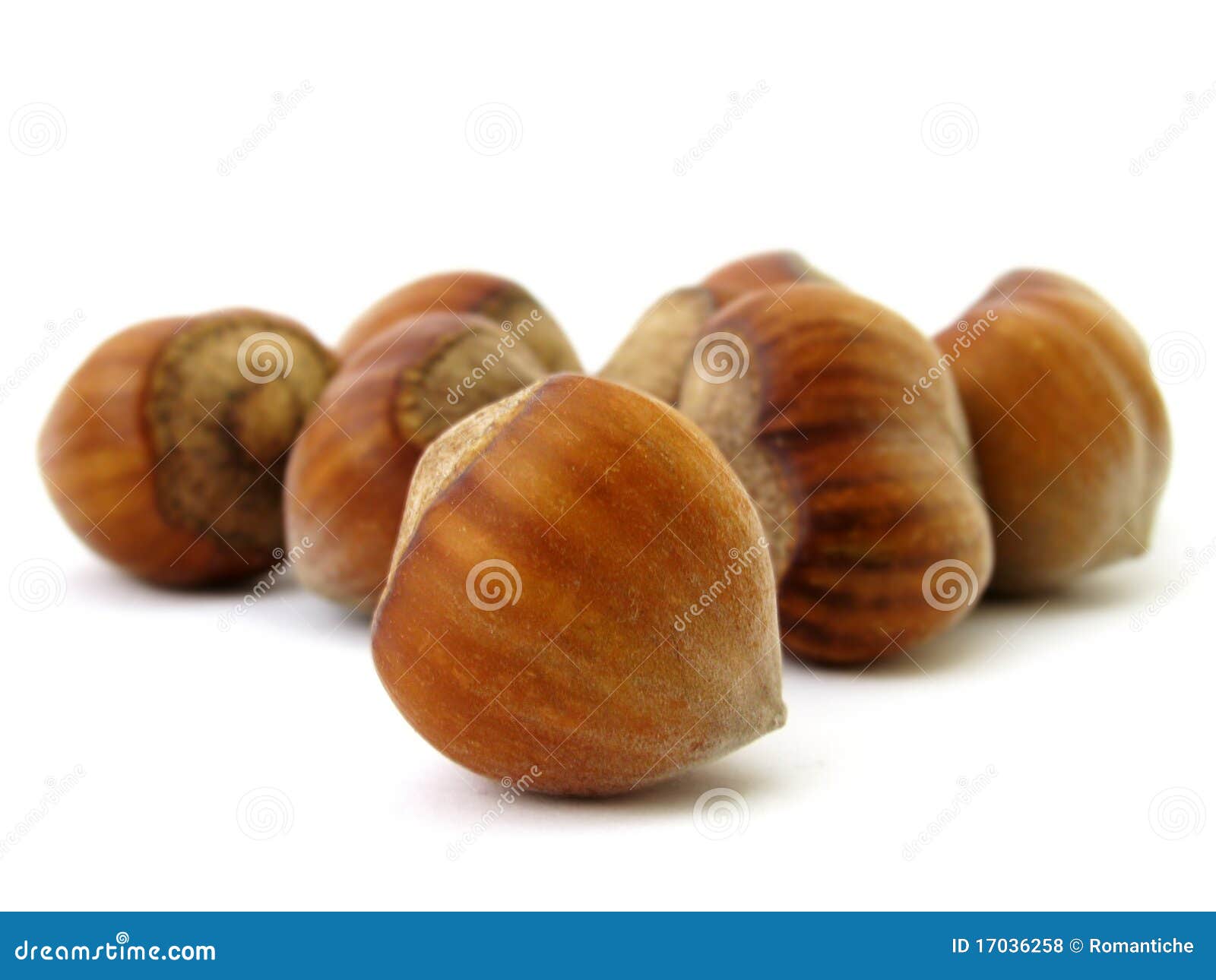 Hazel nuts stock photo. Image of nuts, brain, group, vitamins - 17036258