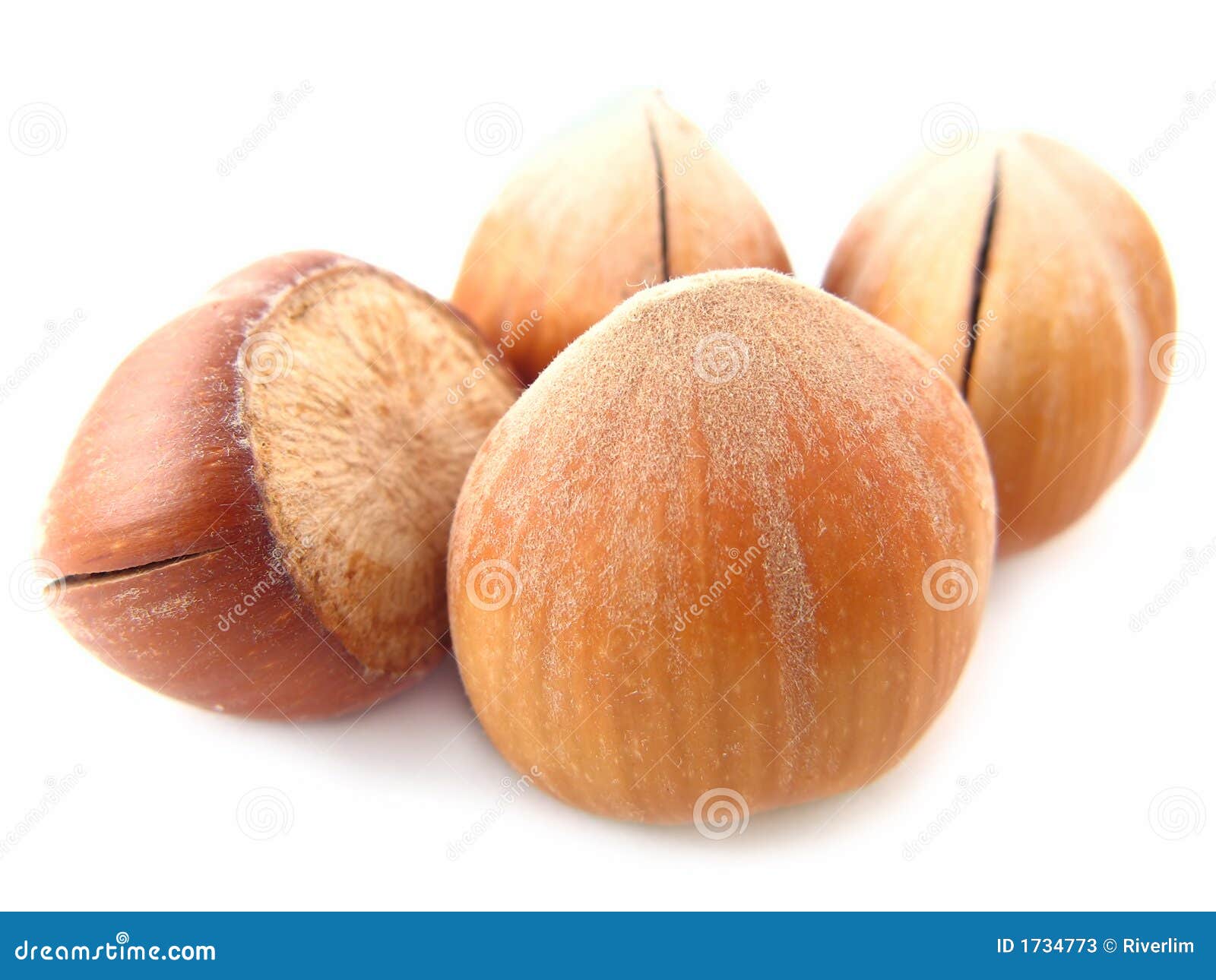 Hazel Nuts stock image. Image of hazelnut, walnut, hazel - 1734773
